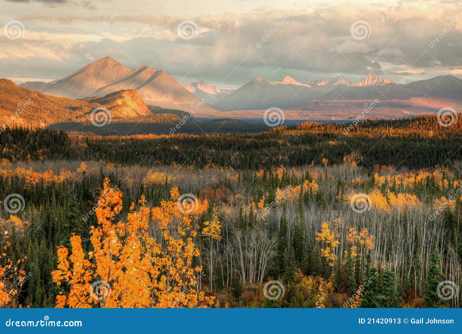 Autumn in Denali National Park at Sunset Stock Image - Image of america ...