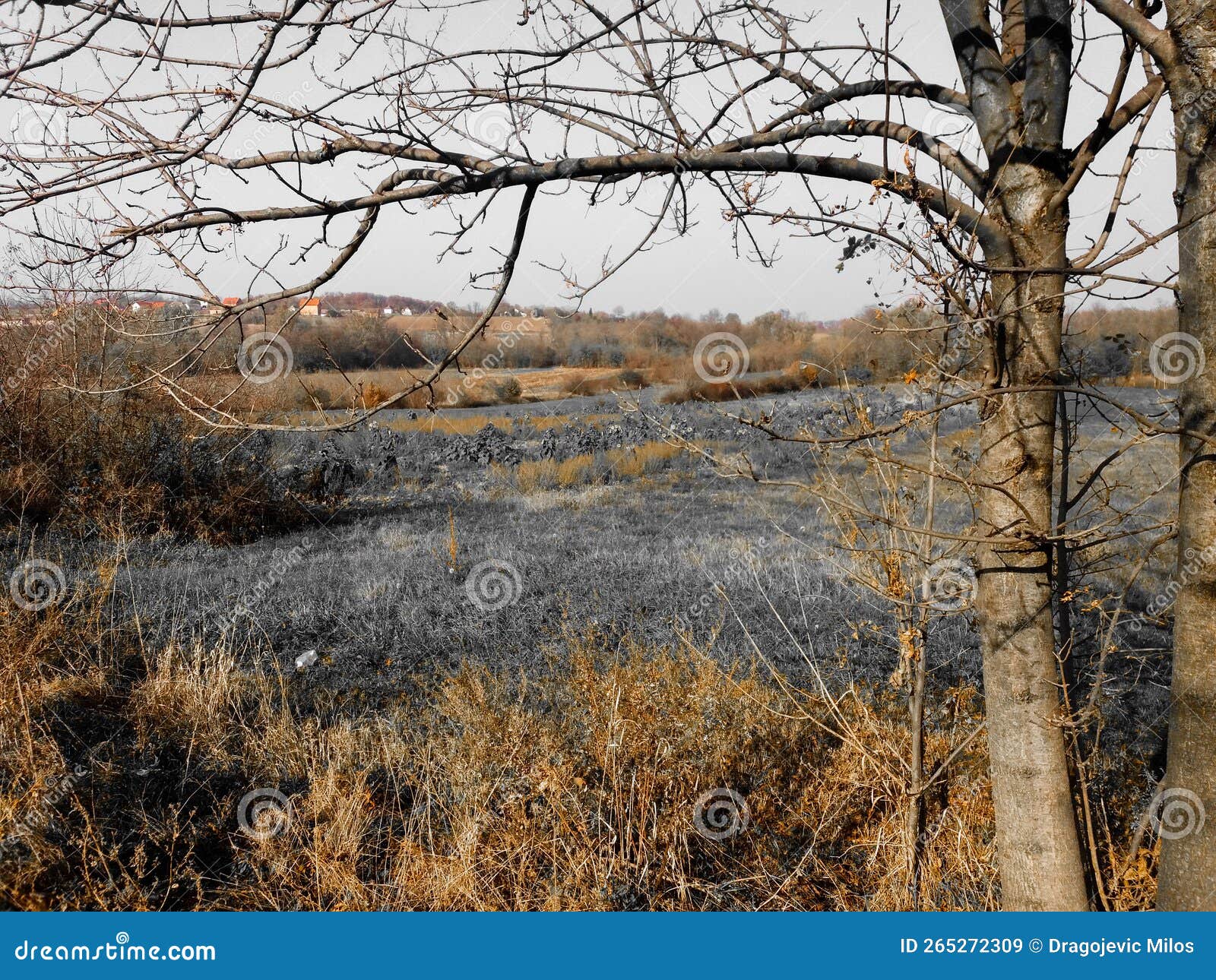 Autumn, Depression, Gray, Meadow, Field Stock Image - Image of field ...