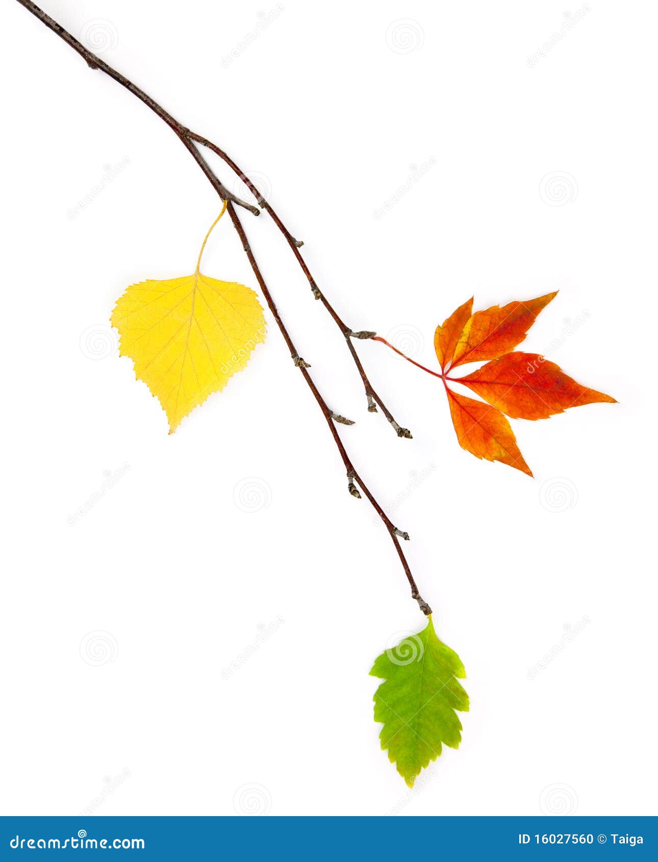 Autumn Design Element / Beautiful Real Leaves Stock Photo - Image of ...