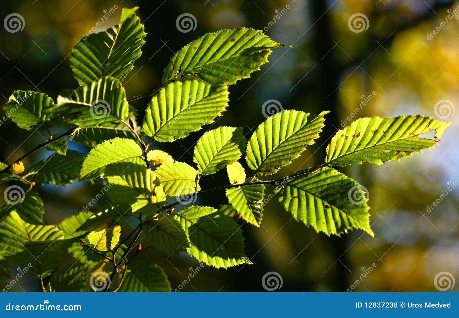 Autumn detail stock photo. Image of design, close, changing - 12837238