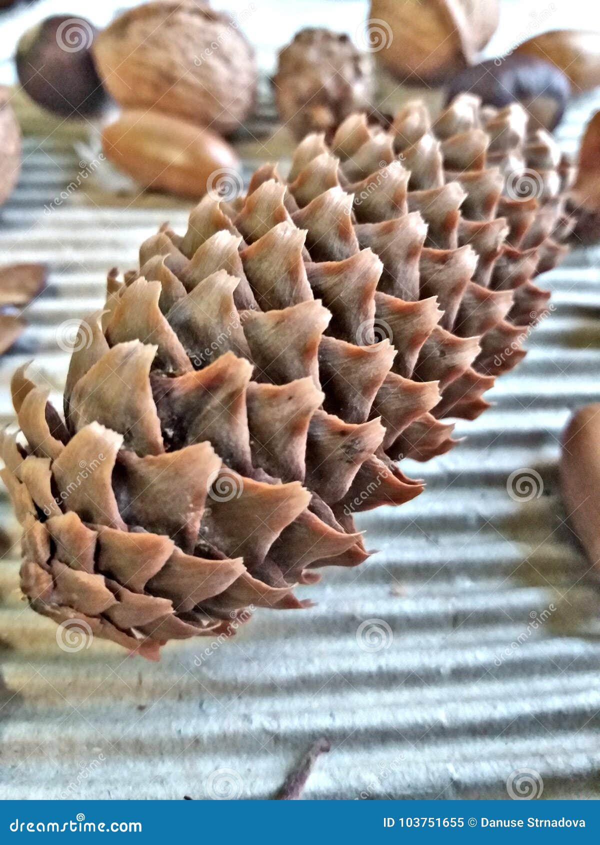 Autumn - Detail of Spruce Cone Stock Image - Image of fall, autumn ...