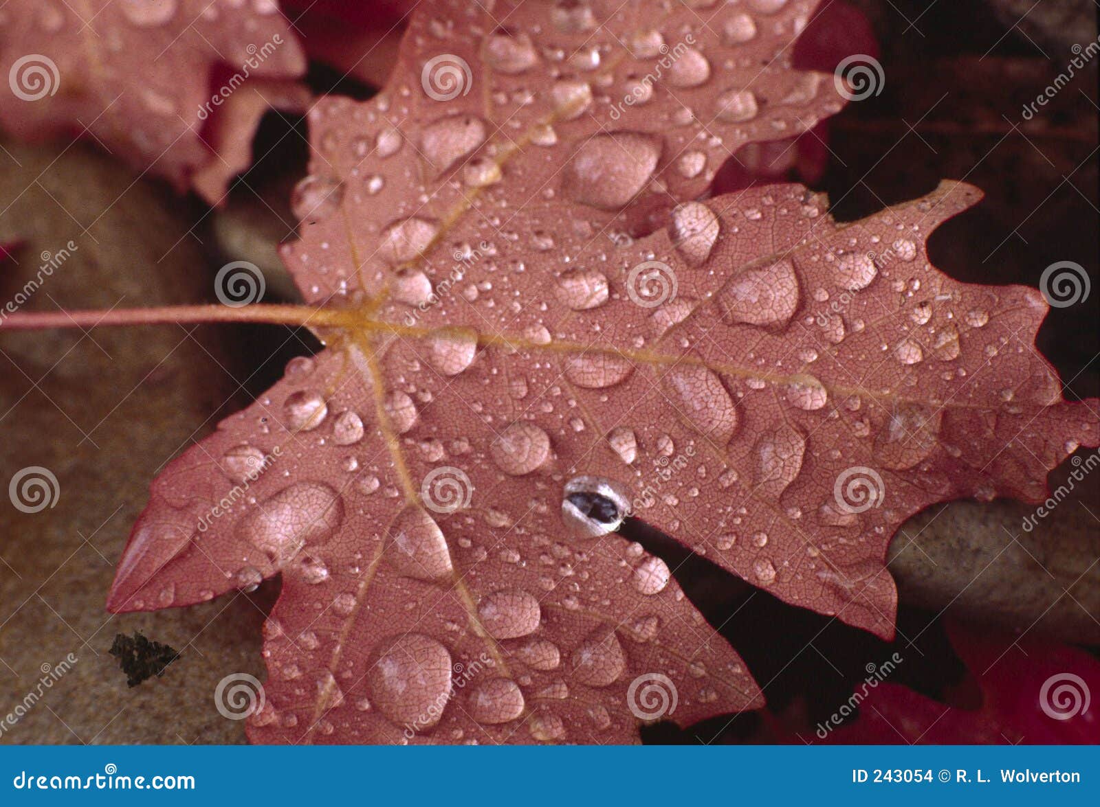 Autumn Dew stock photo. Image of change, season, deep, seasonal - 243054