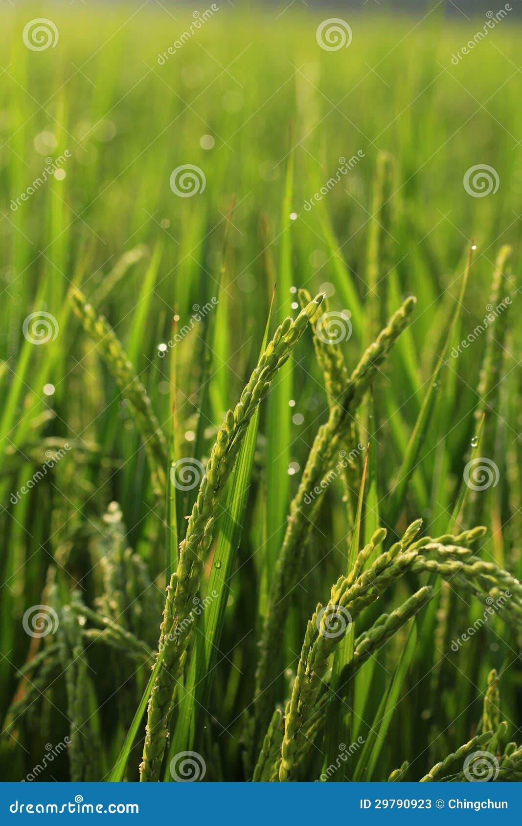 Sunshine Rice stock image. Image of horizontal, growing - 29790923