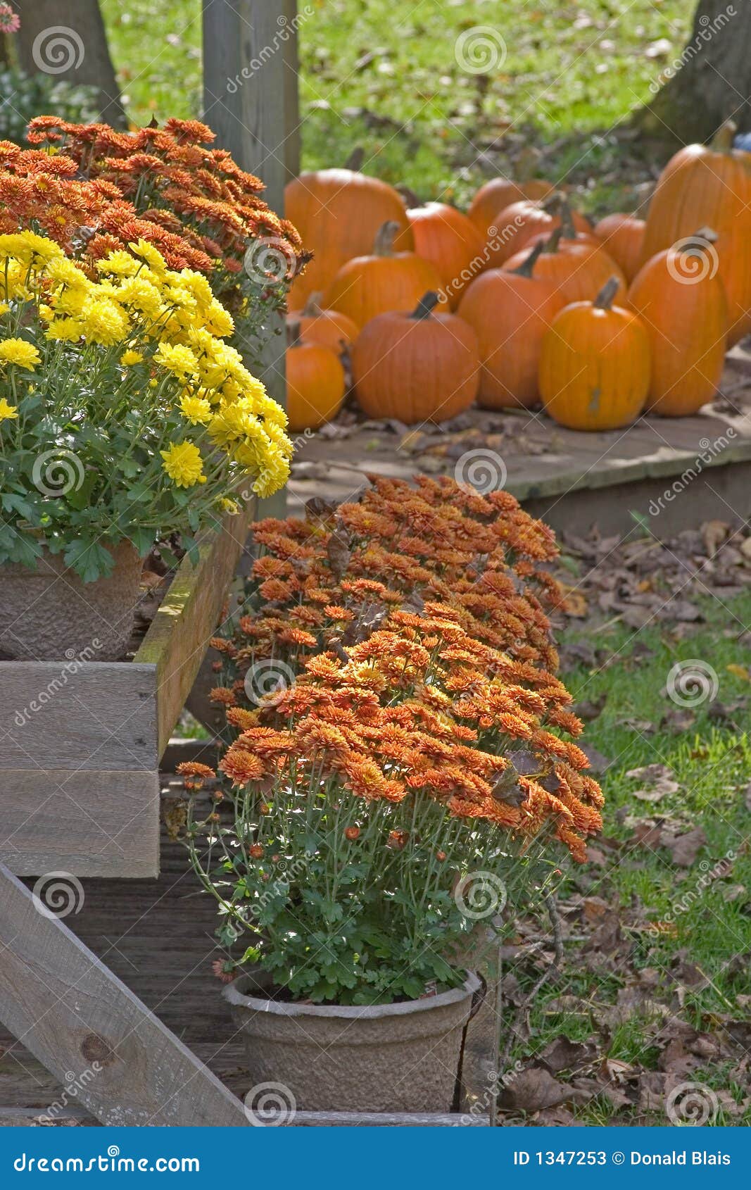 Autumn Display stock image. Image of colors, scarecrows - 1347253