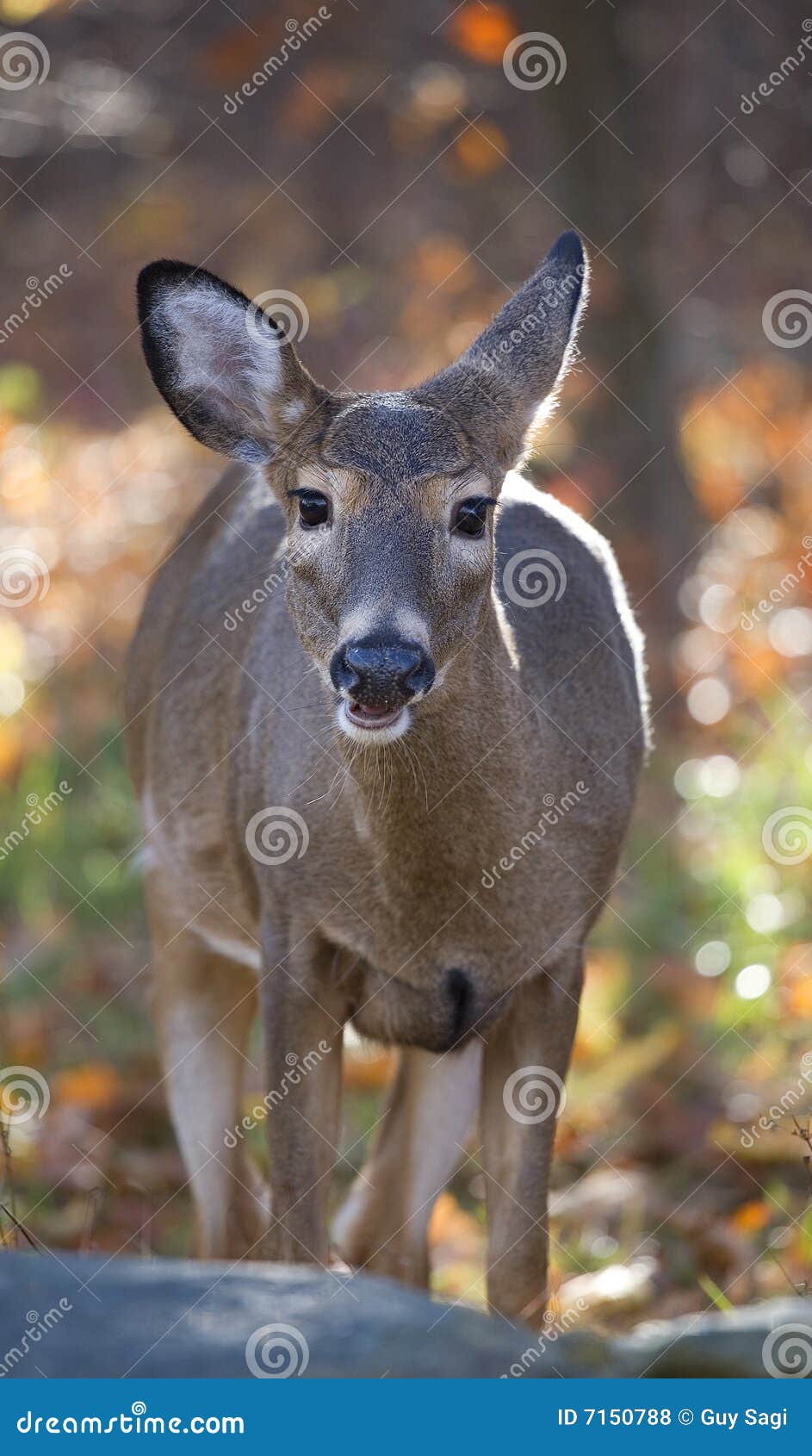 Autumn doe stock photo. Image of animal, hide, autumn - 7150788