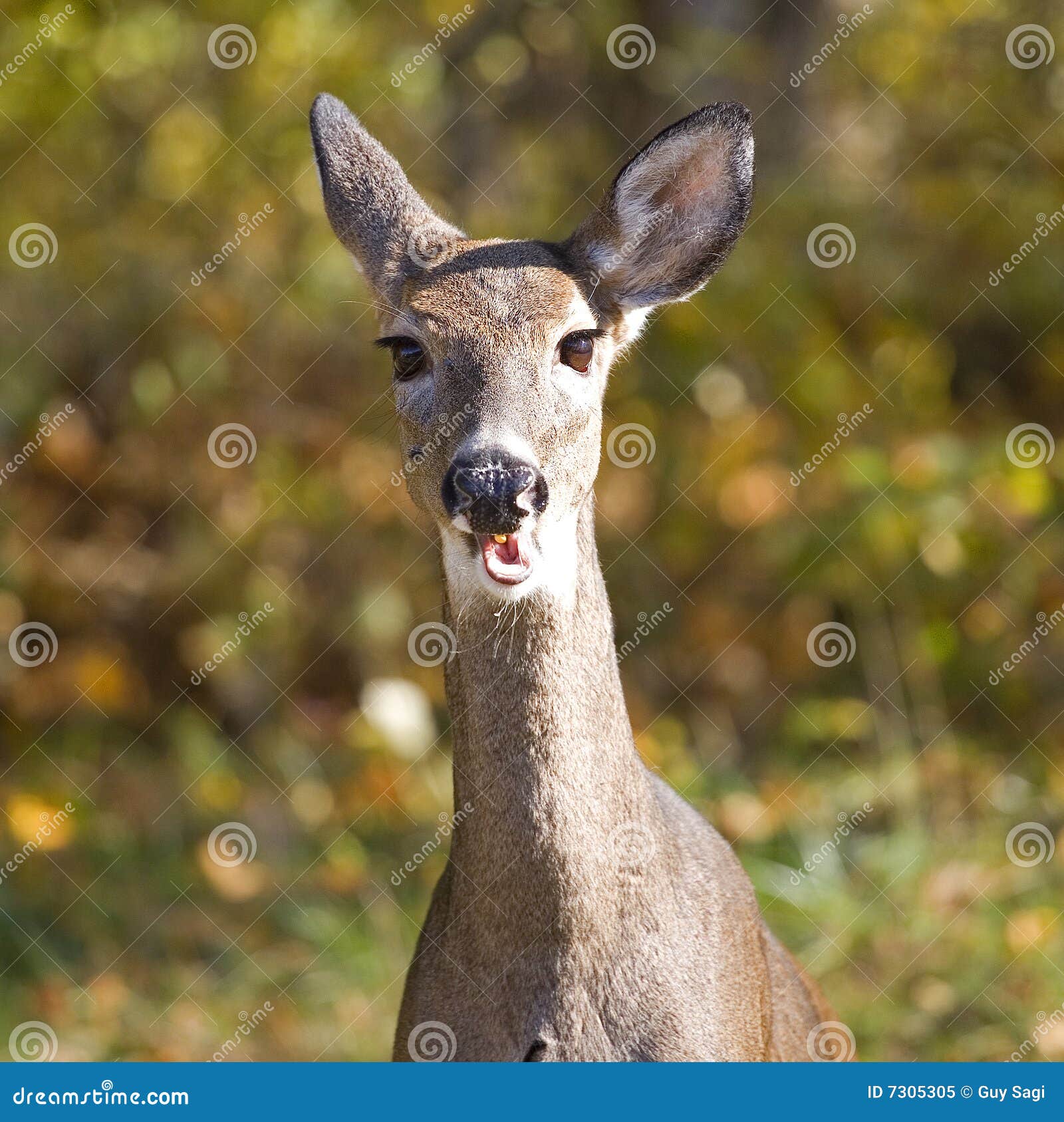 Autumn doe stock image. Image of autumn, fall, woods, yellow - 7305305