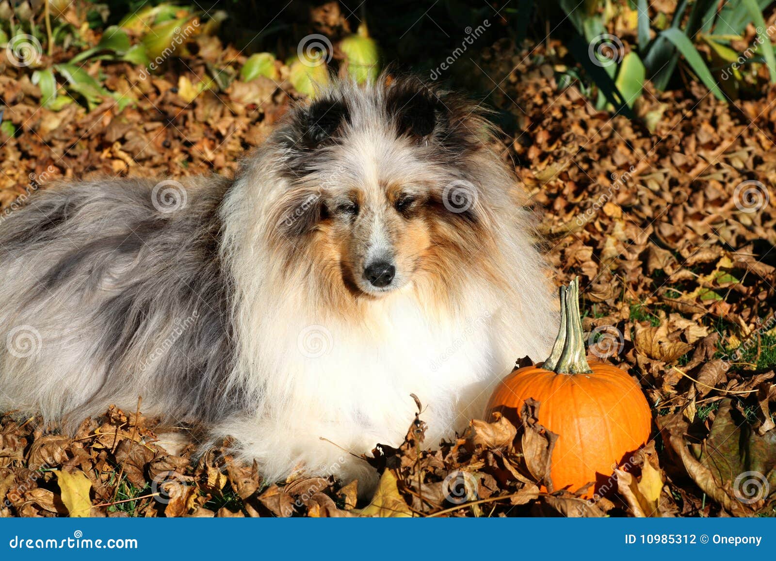 Autumn Dog stock photo. Image of autumn, animal, orange - 10985312
