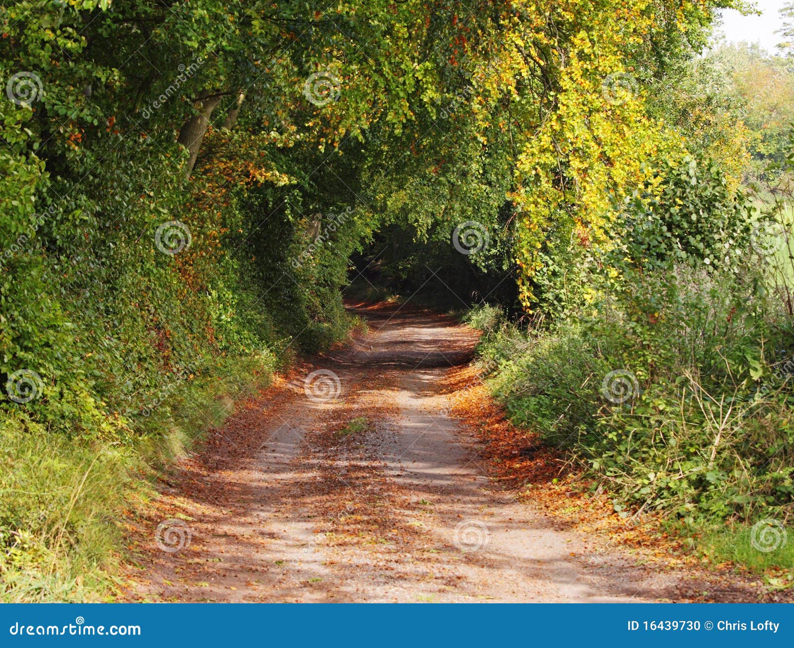 Autumn Down an English Rural Lane Stock Photo - Image of seasons ...