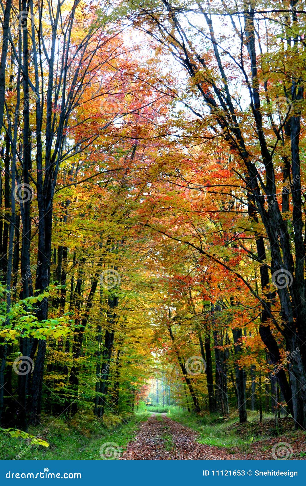 Autumn drive stock image. Image of color, seasonal, colorful - 11121653
