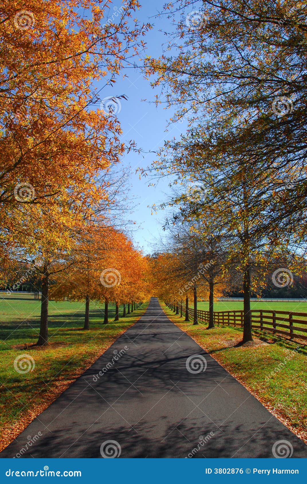 Autumn Drive stock photo. Image of tree, fence, fall, road - 3802876
