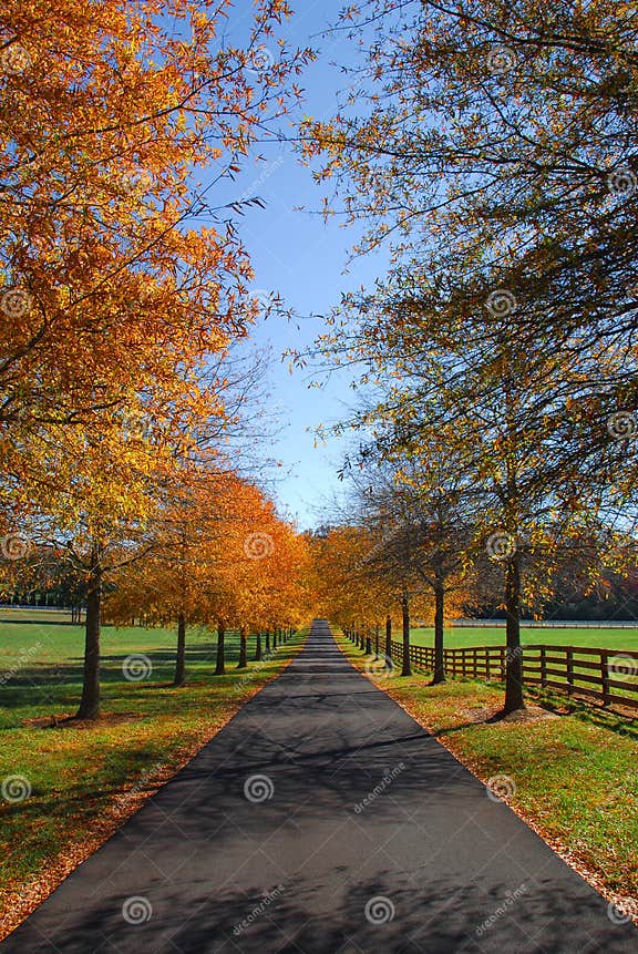 Autumn Drive stock photo. Image of tree, fence, fall, road - 3802876