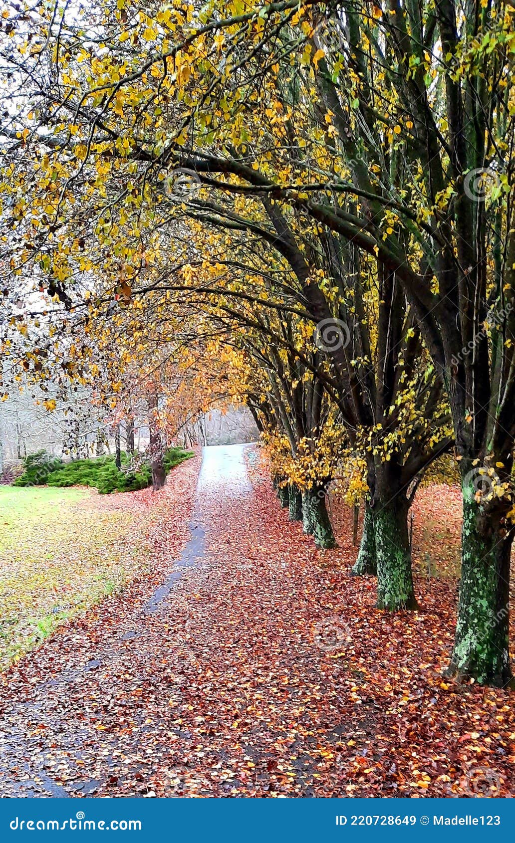 Autumn Drive with Tree Line Road Stock Image - Image of sunlight ...