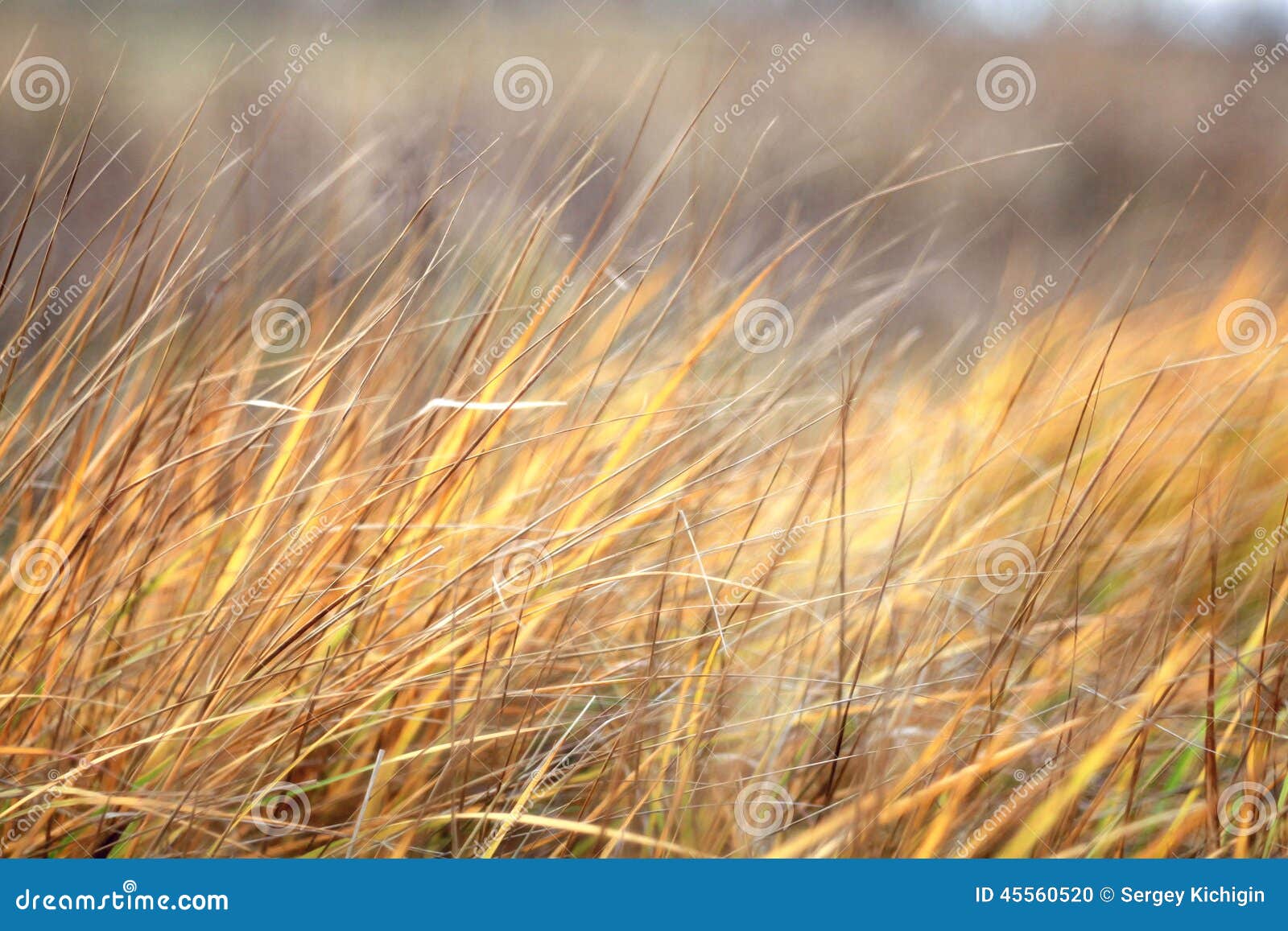 Autumn dry grass sedge stock photo. Image of rural, grass - 45560520