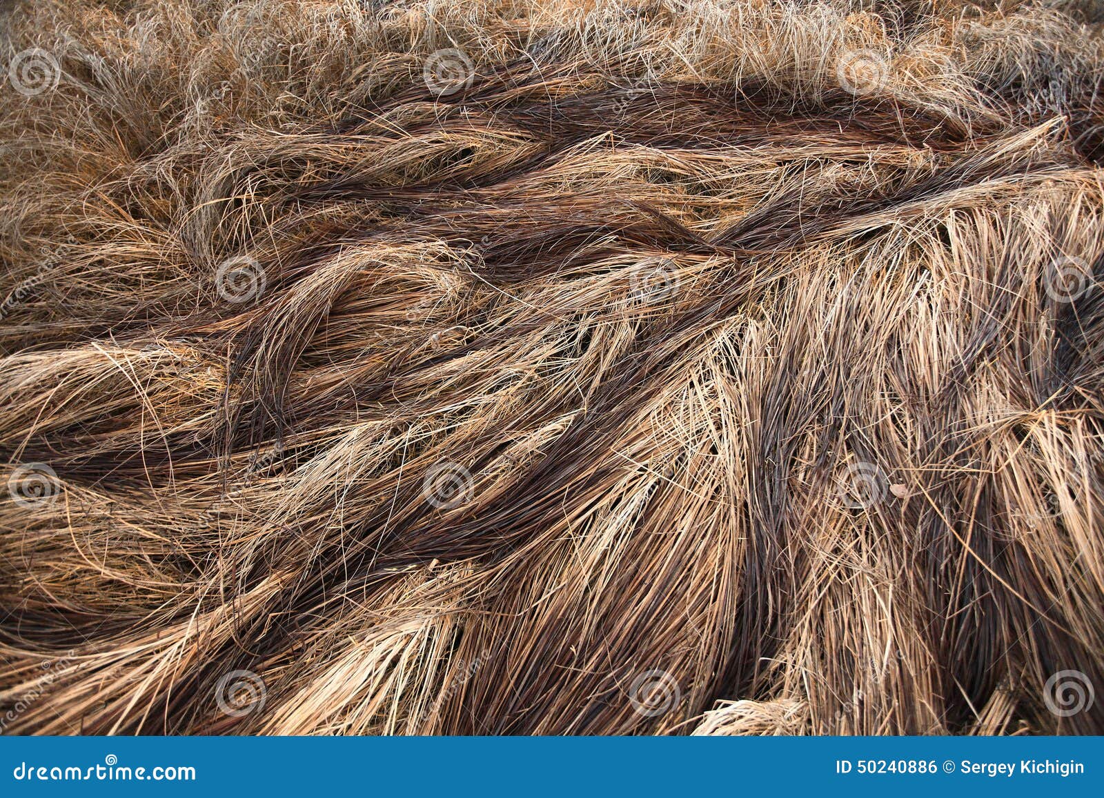 Autumn dry grass sedge stock photo. Image of phragmites - 50240886