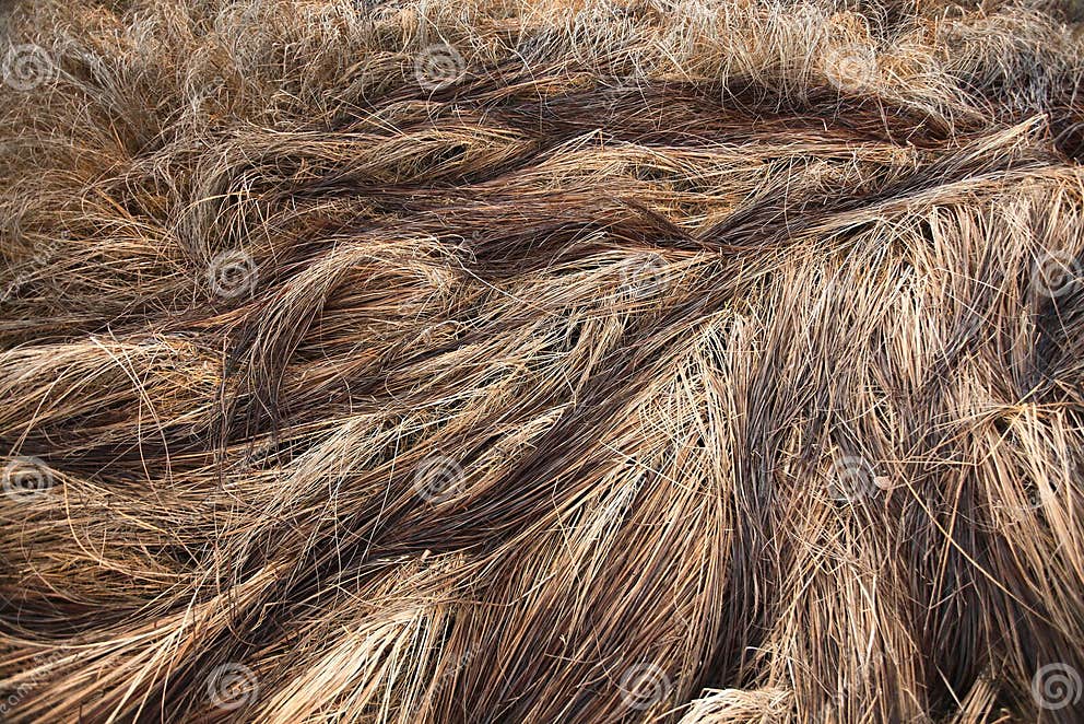 Autumn dry grass sedge stock photo. Image of phragmites - 50240886