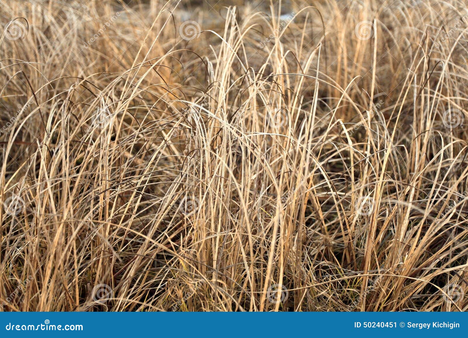Autumn dry grass sedge stock image. Image of marshy, floral - 50240451
