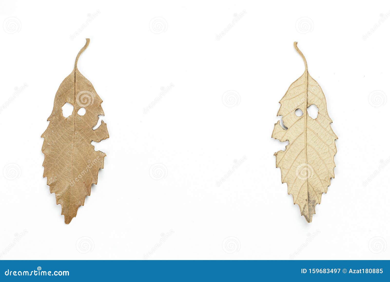 Autumn Dry Leaf on White Isolated Background. Front and Back View Stock ...