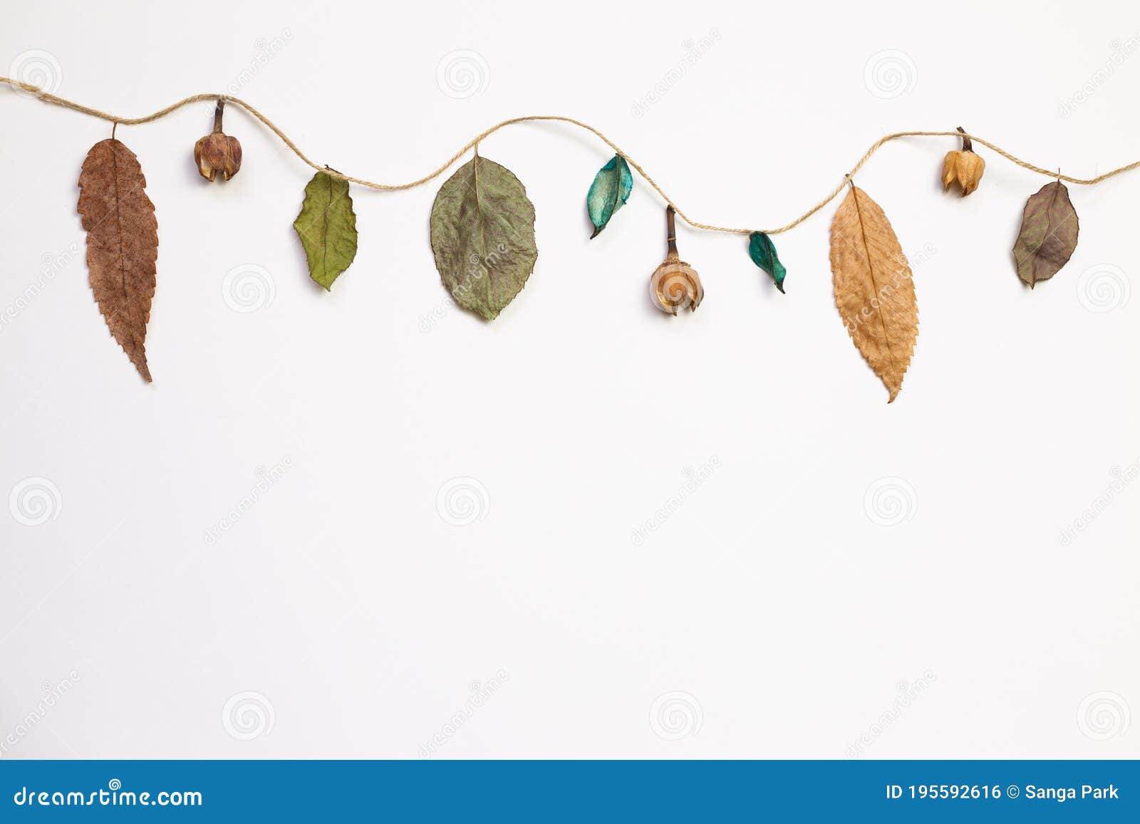 Autumn Dry Leaves Hanging on a String with White Background Stock Photo ...