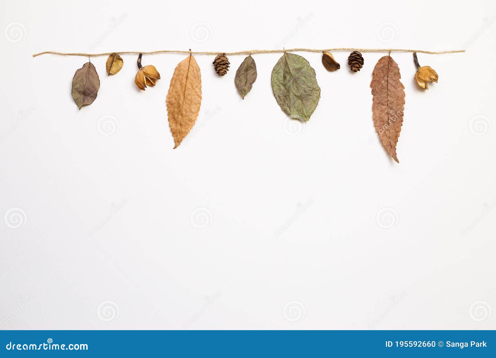 Autumn Dry Leaves Hanging on a String with White Background Stock Photo ...