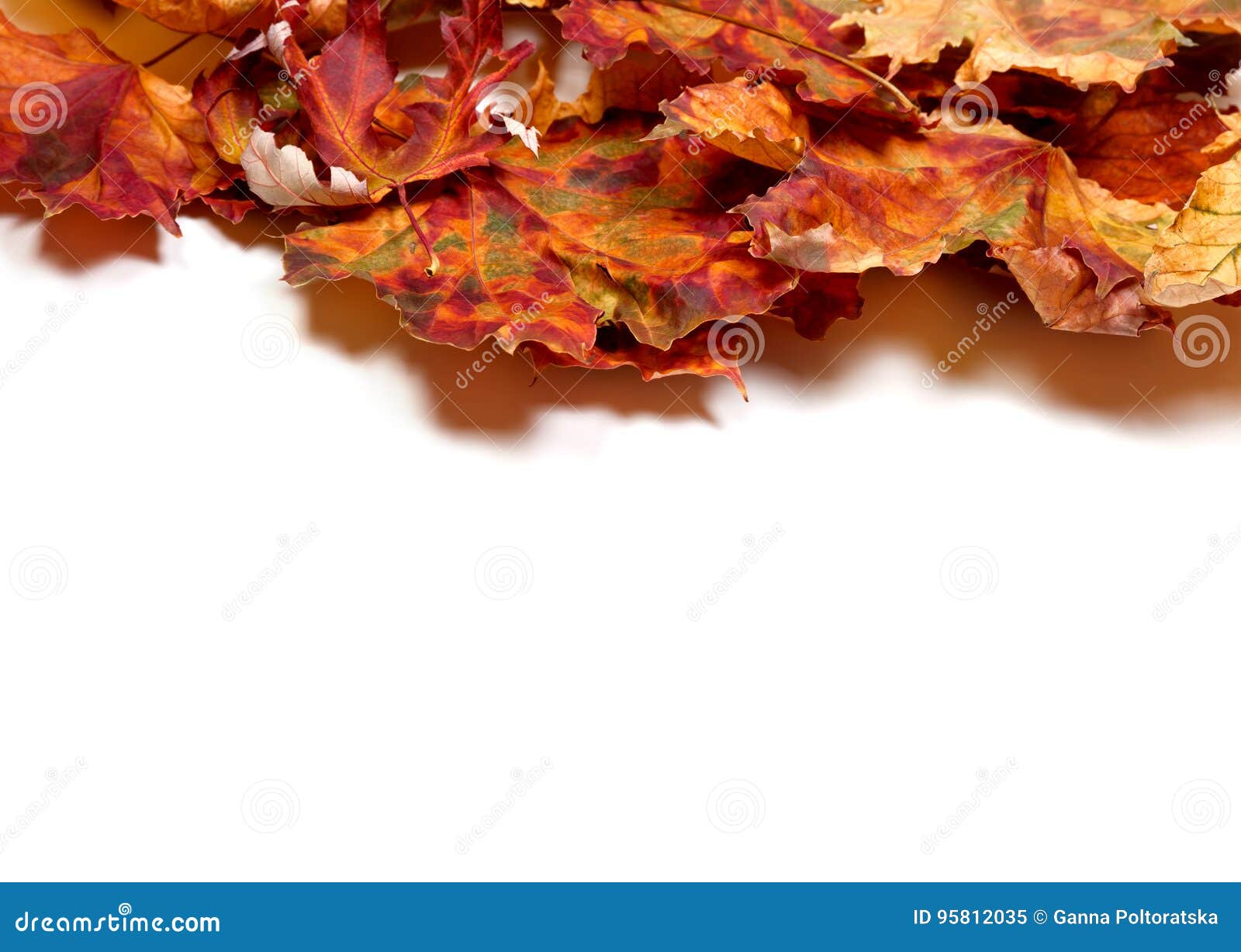 Autumn Dry Multicolor Maple Leafs Stock Image - Image of fall, orange ...