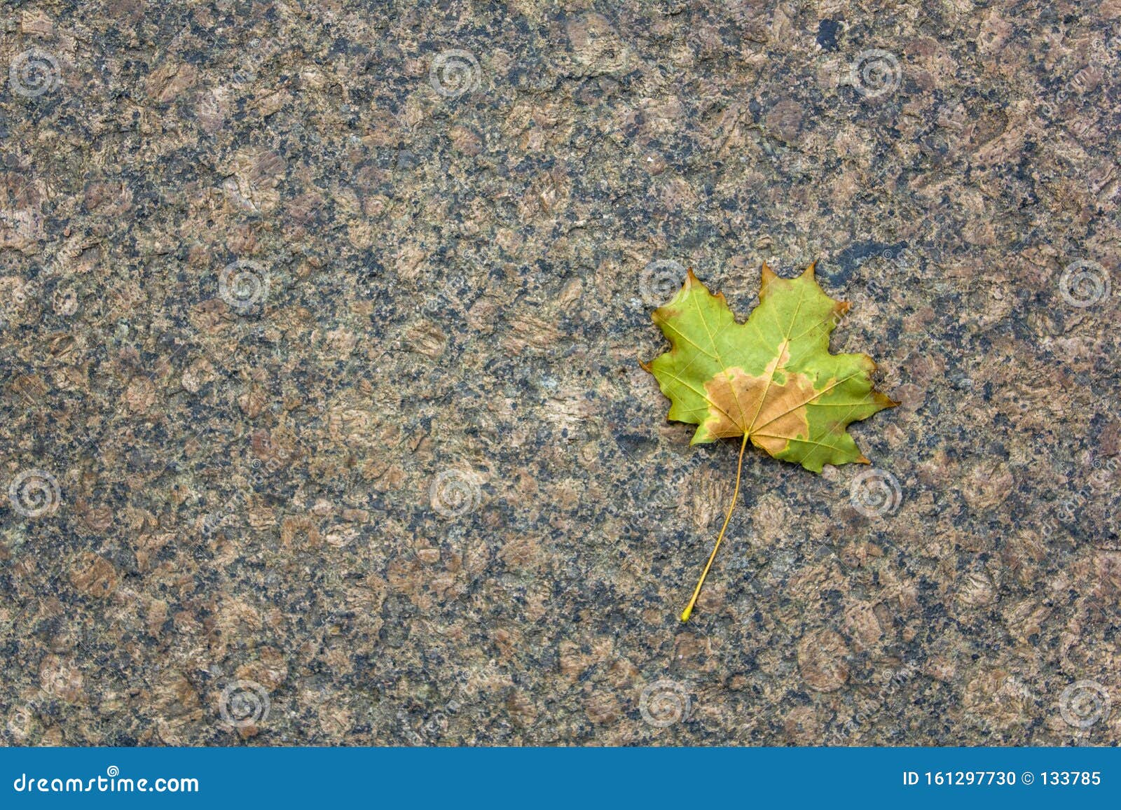Autumn Dry Yellow-green Maple Leaf on Red Marble Stone. Rough Surface ...