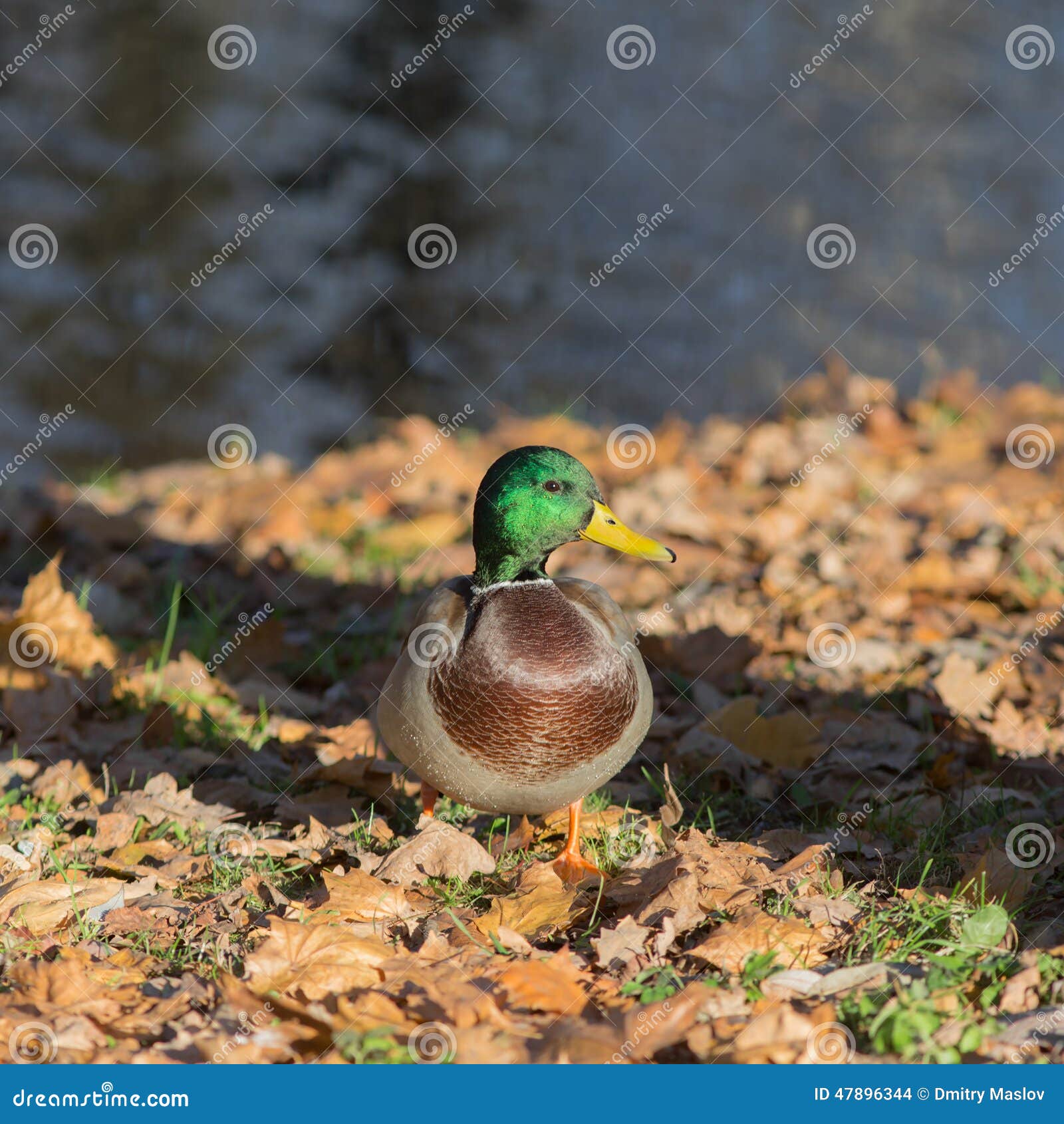 Autumn duck stock photo. Image of outdoors, green, beak - 47896344