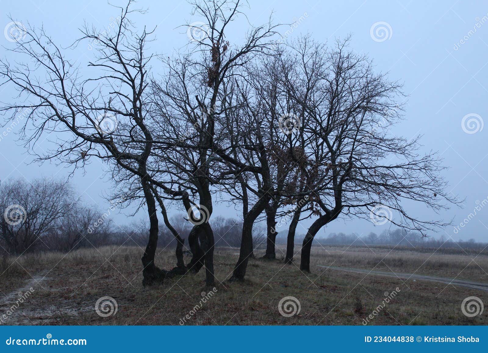 Autumn Dull Landscape in Cold Tones Road Bare Trees Dry Grass Stock ...