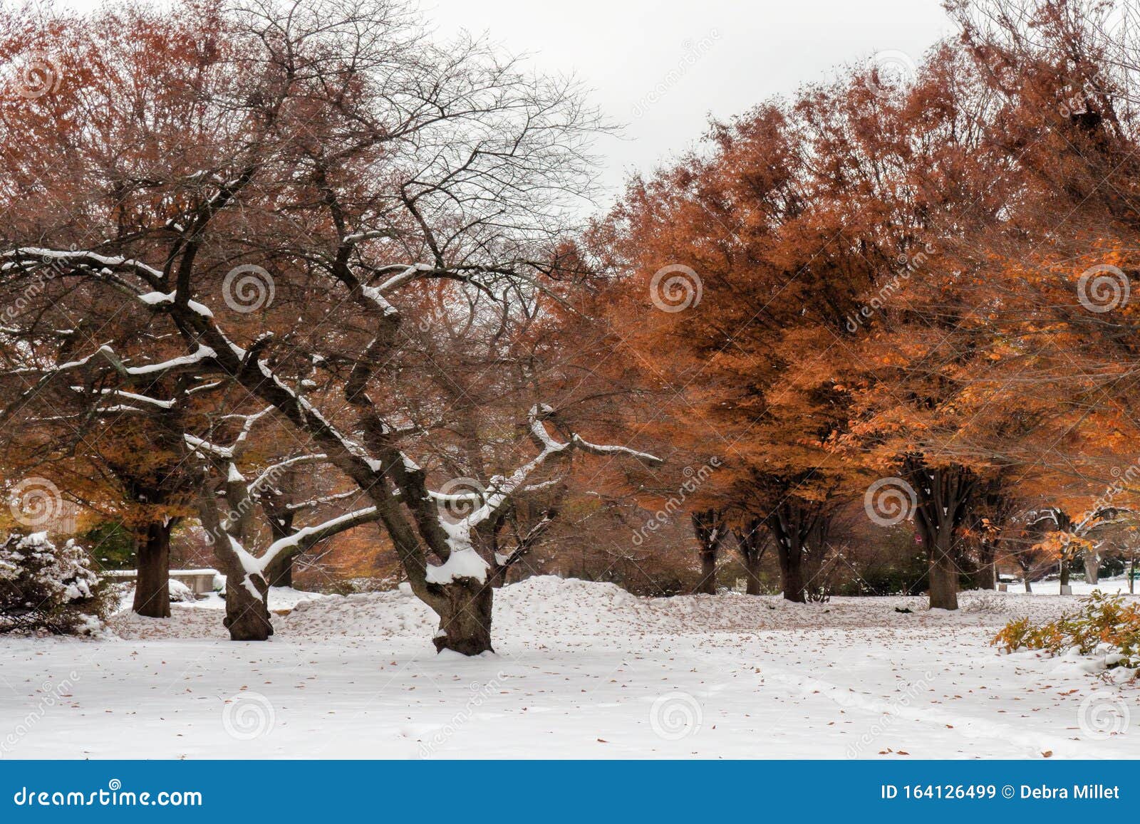 Autumn Early Snowfall Landscape Stock Image - Image of clearing, frosty ...