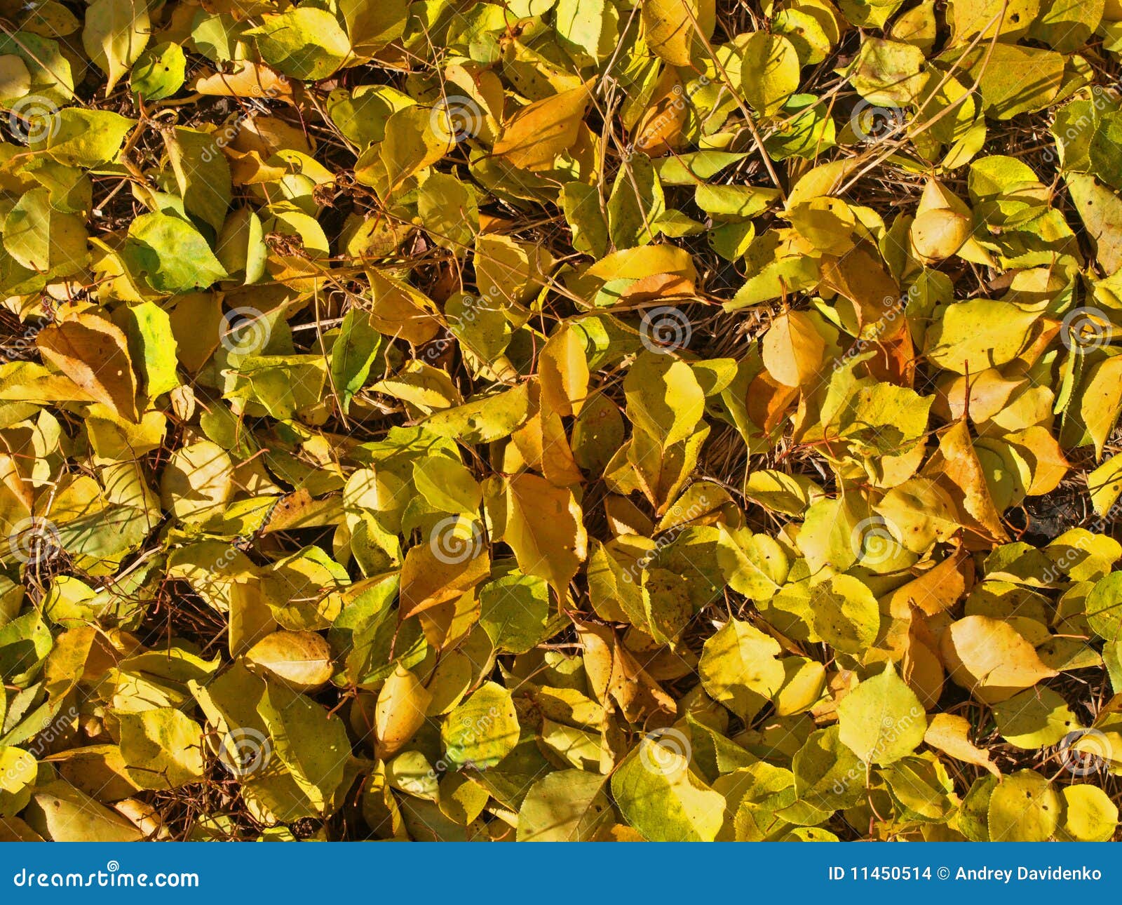 Autumn on the earth stock photo. Image of earth, shade - 11450514