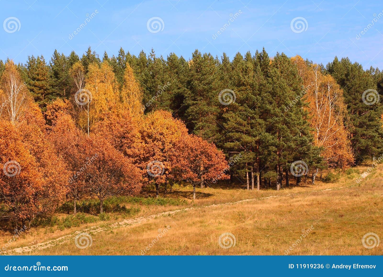 Autumn edge of wood stock photo. Image of footpath, meadows - 11919236