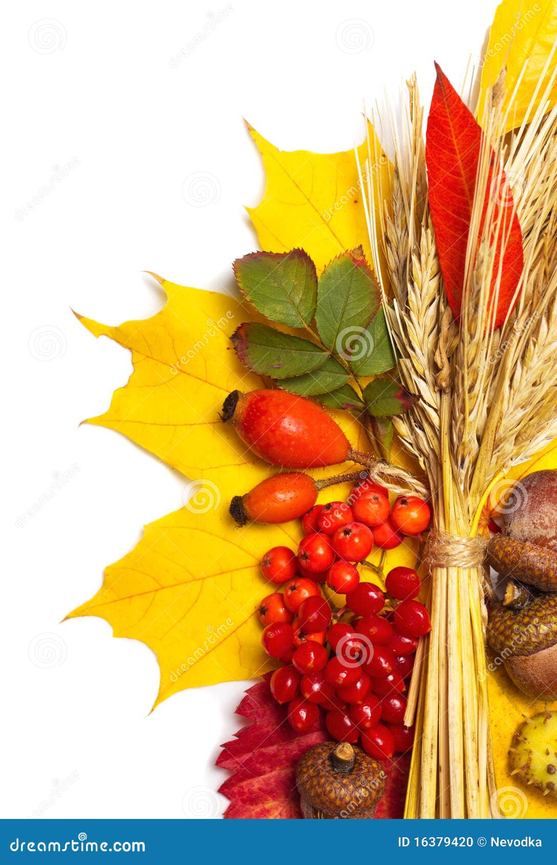 Autumn elements stock photo. Image of frame, autumn, viburnum - 16379420