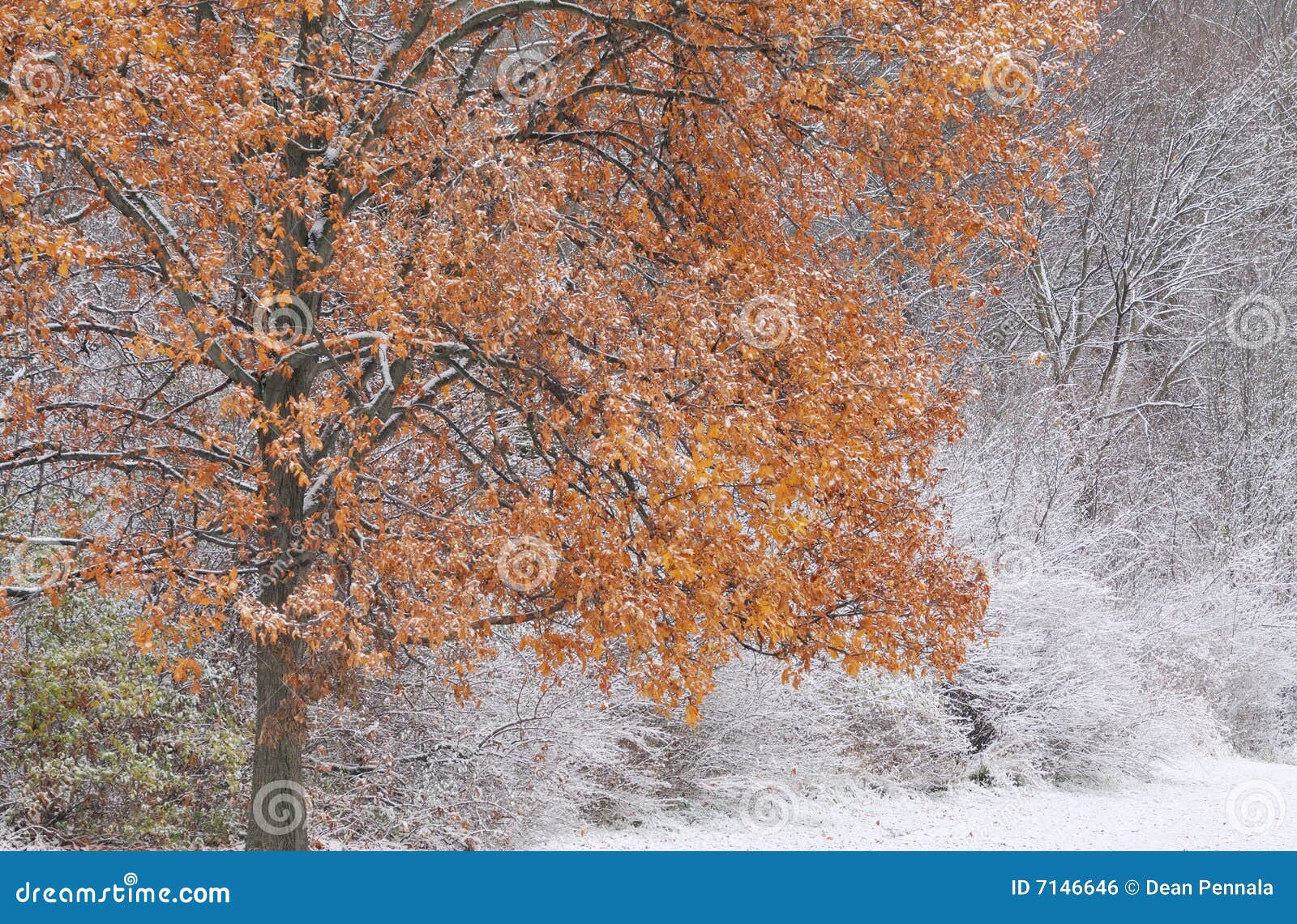Autumn Elm stock photo. Image of serene, trees, woodland - 7146646