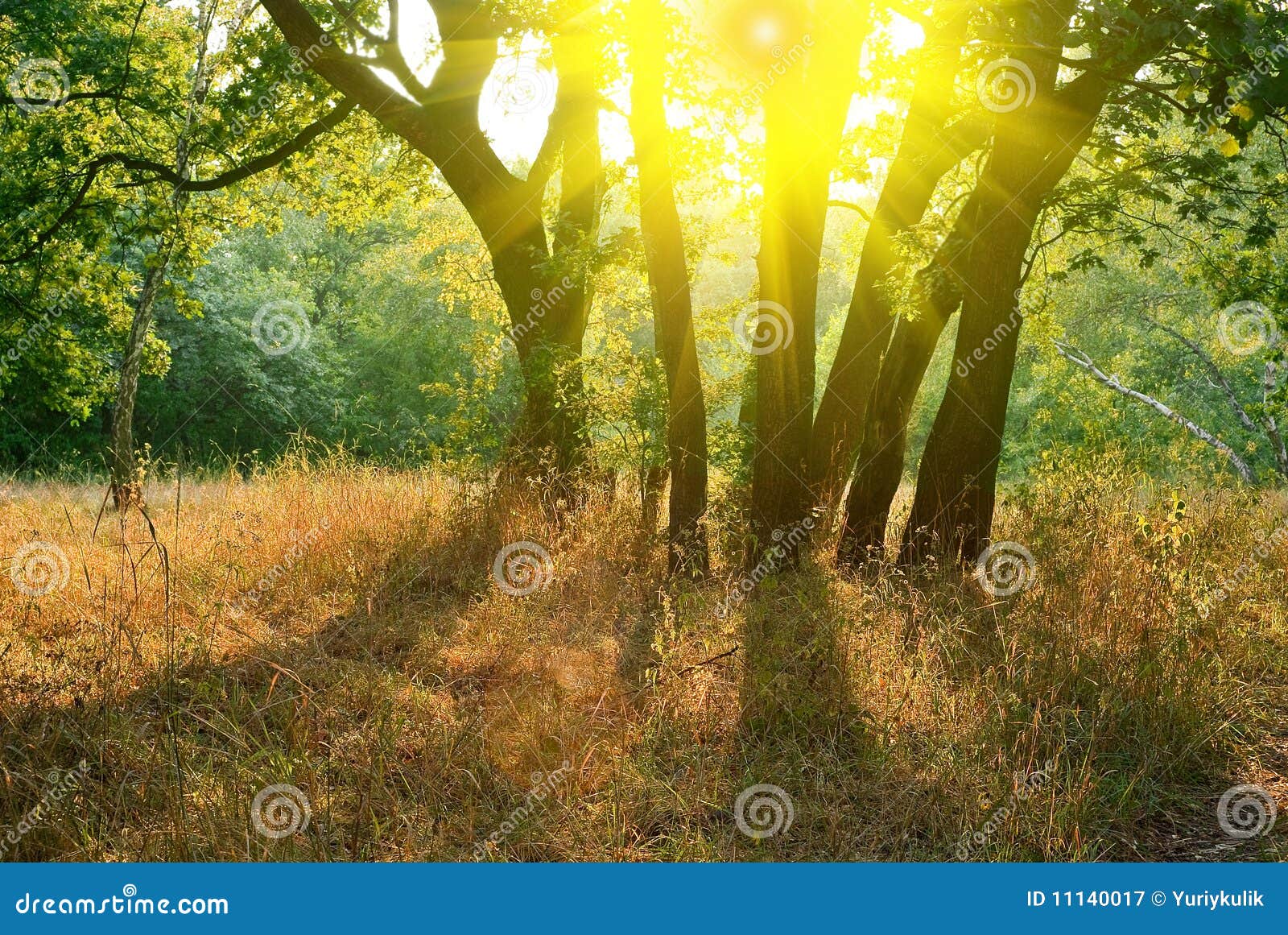 Autumn evening in a forest stock image. Image of rest - 11140017