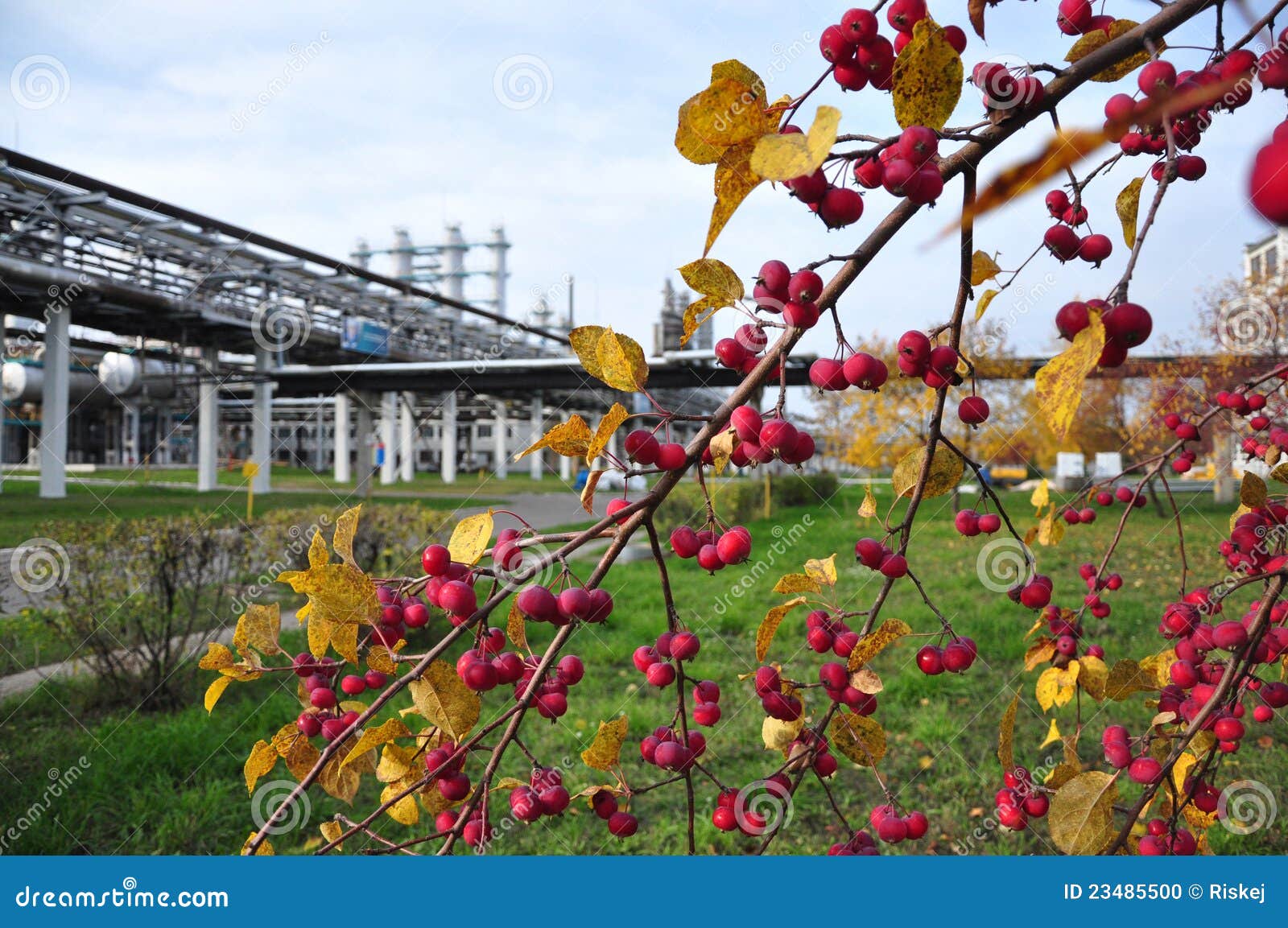 Autumn on a factory stock photo. Image of factory, berries - 23485500