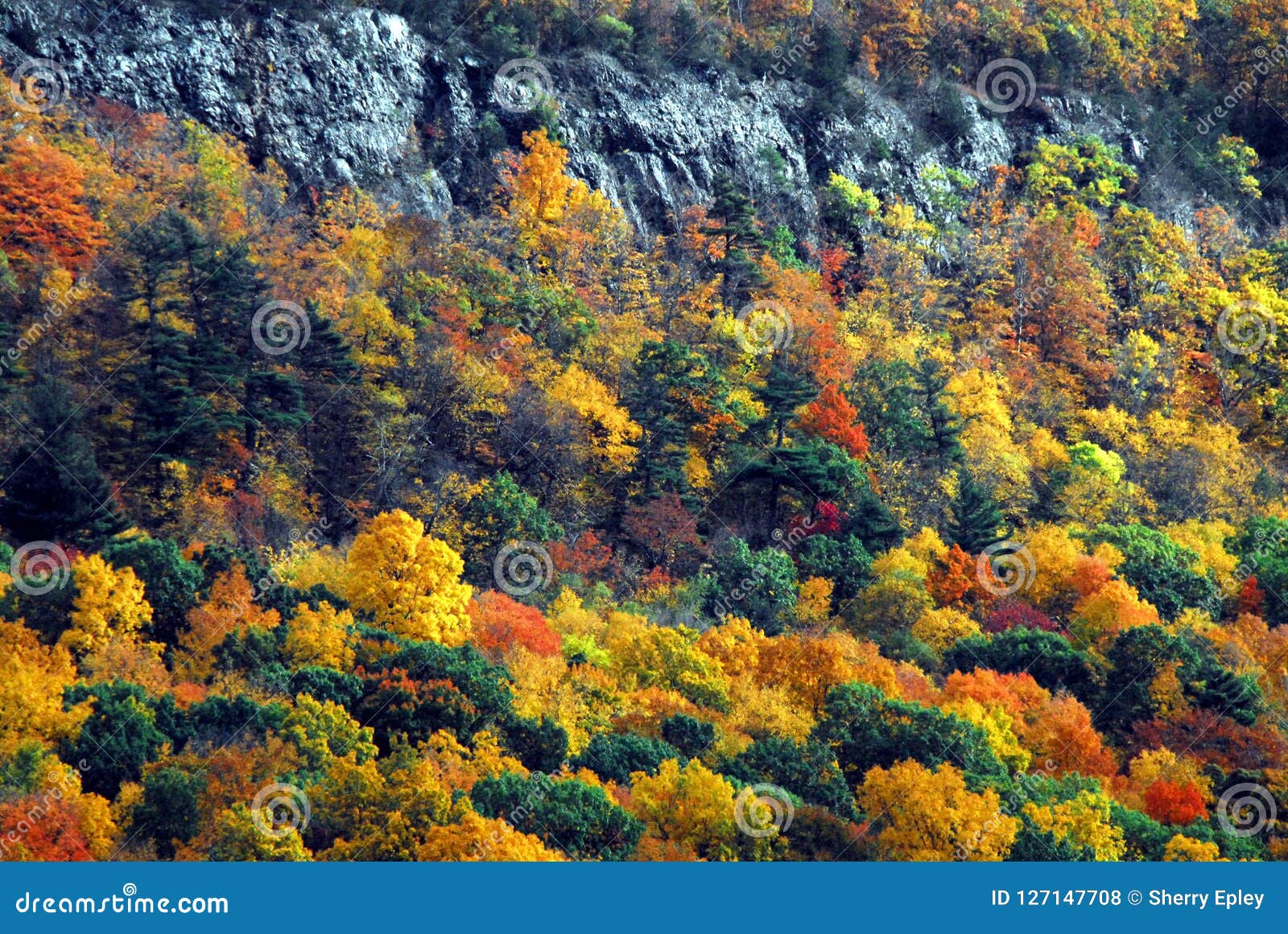AUTUMN-FALL- Beautiful Fall Colored Trees on a Connecticut Mount Stock ...