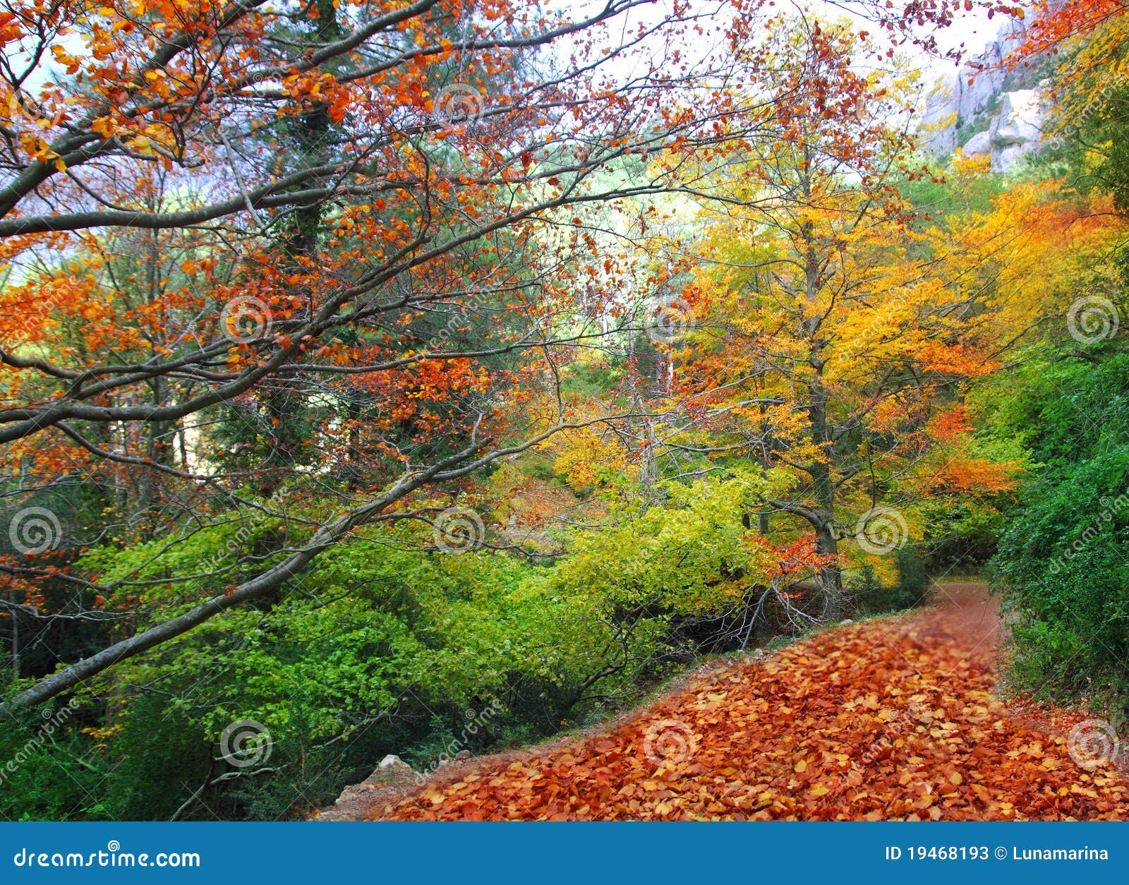 Autumn Fall Beech Forest Track Yellow Leaves Stock Image - Image of ...