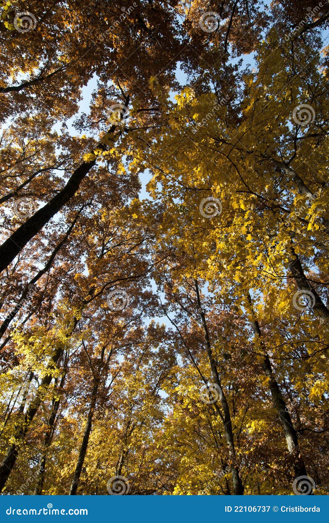 Autumn Fall Colored Forest Foliage Stock Image - Image of environment ...