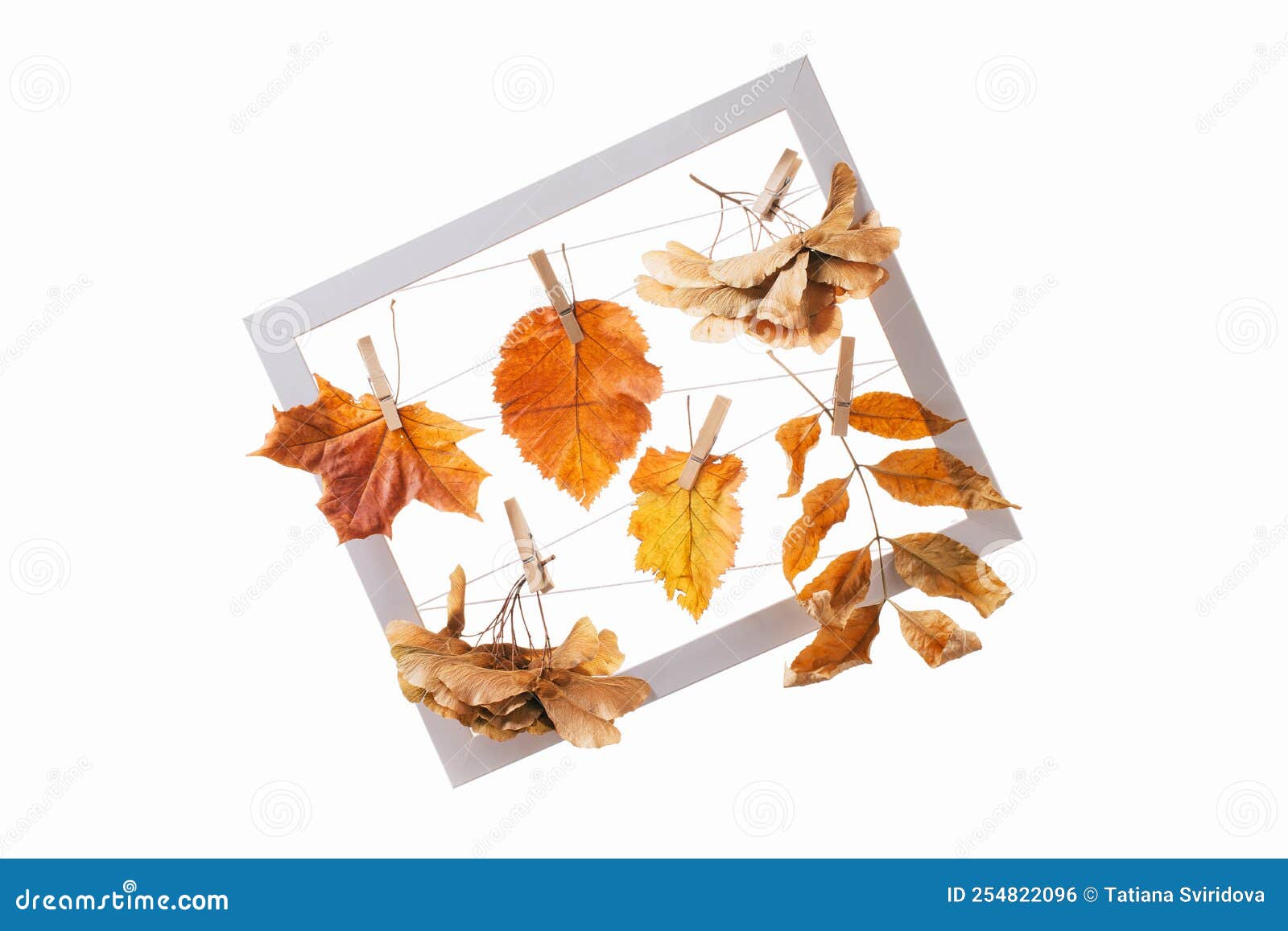 Autumn Composition with Assorted Leaves Maple Leaf on White Stock Photo ...