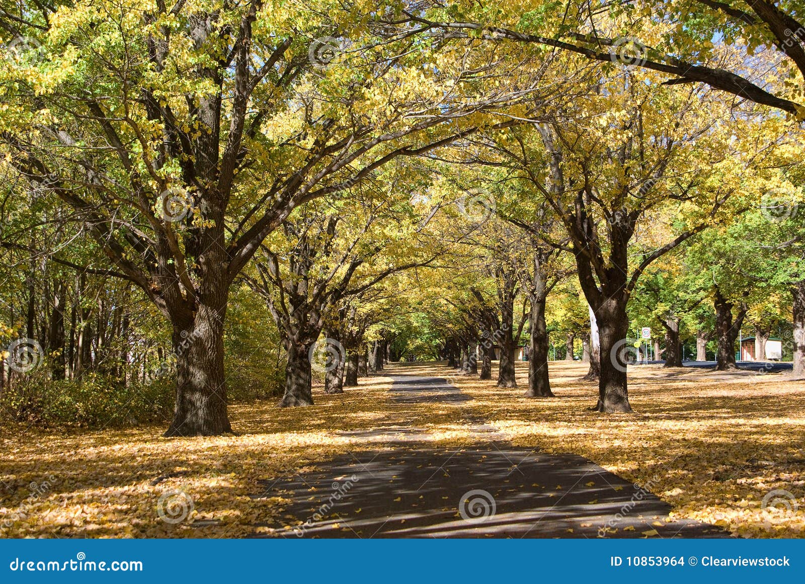 Autumn Fall Country Path in Park Stock Photo - Image of footpath, trees ...