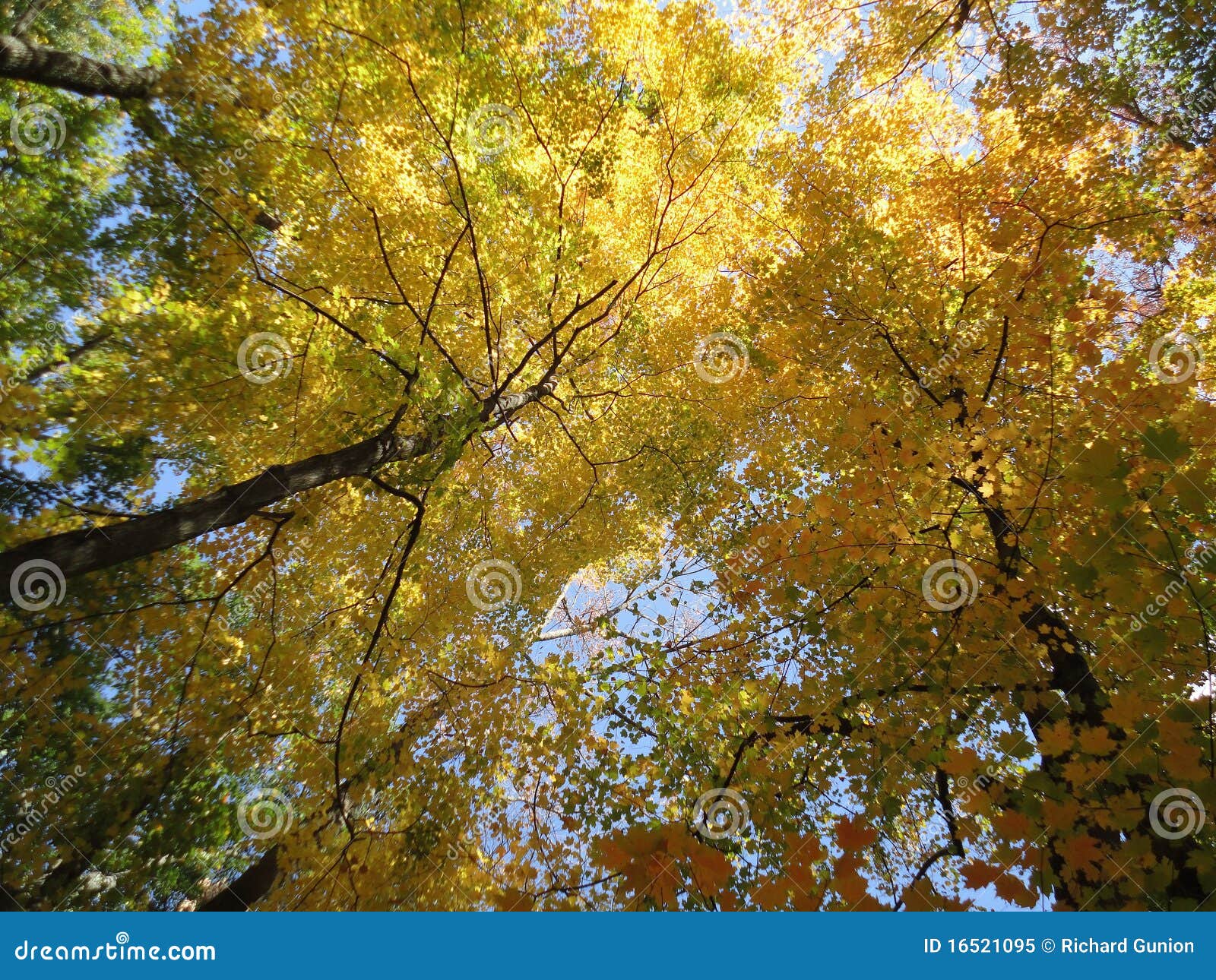 Autumn Fall Foliage Canopy stock image. Image of foliage - 16521095