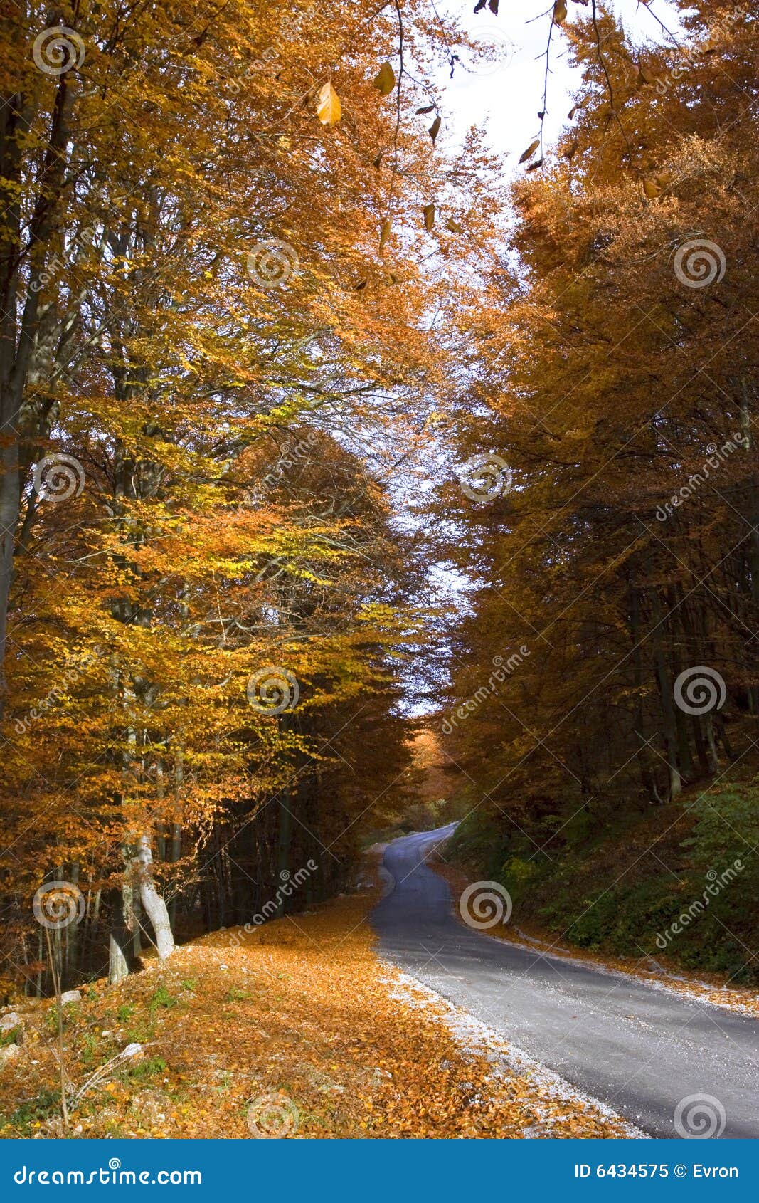Autumn/fall in forest stock image. Image of descriptive - 6434575