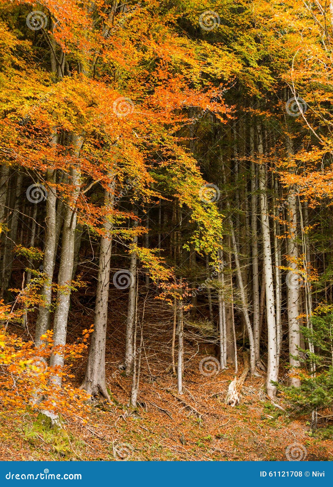 Autumn forest stock photo. Image of october, slope, high - 61121708