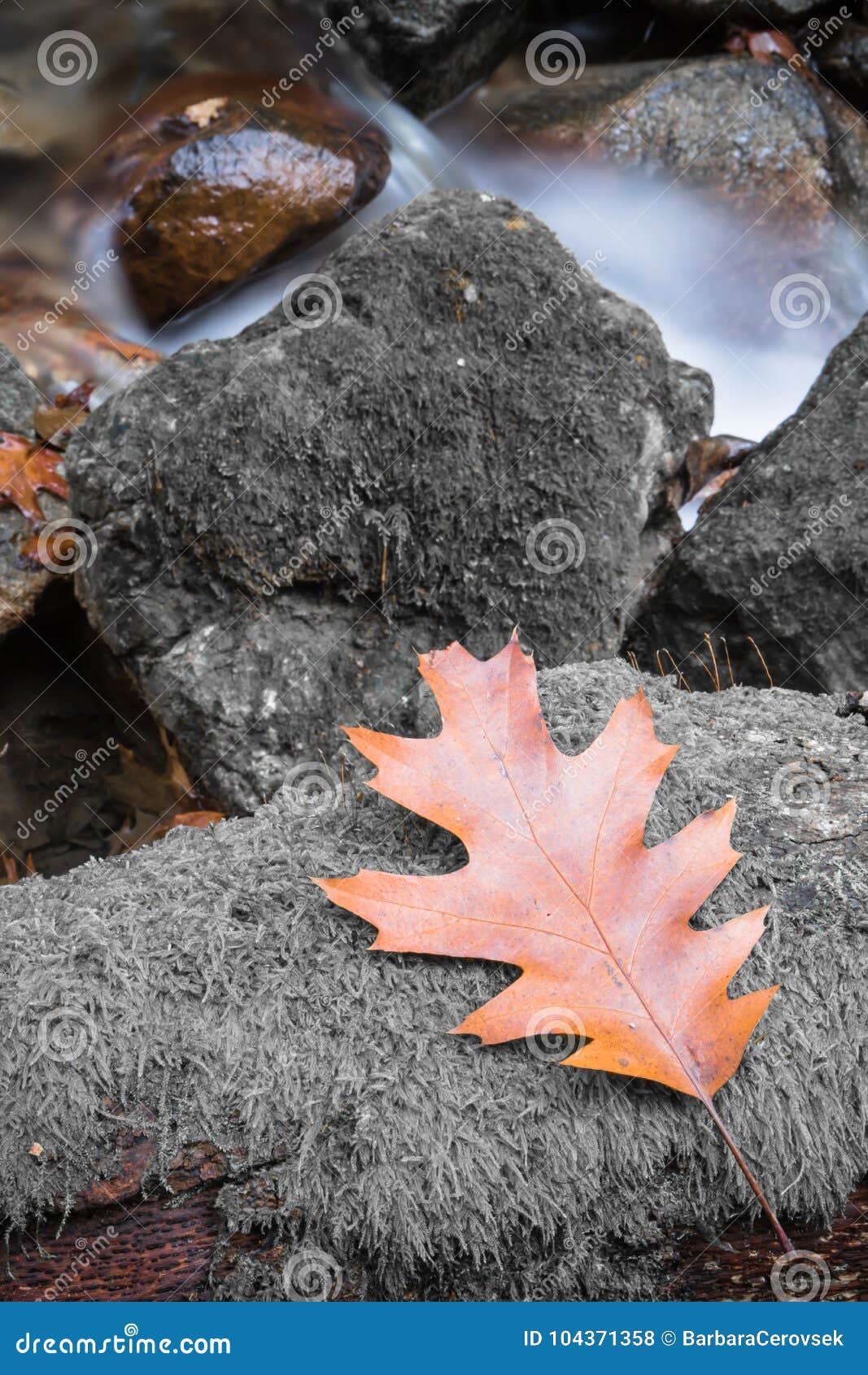 Autumn Fall Forest Scenery with River Brook Flowing and Oak Maple Tree ...