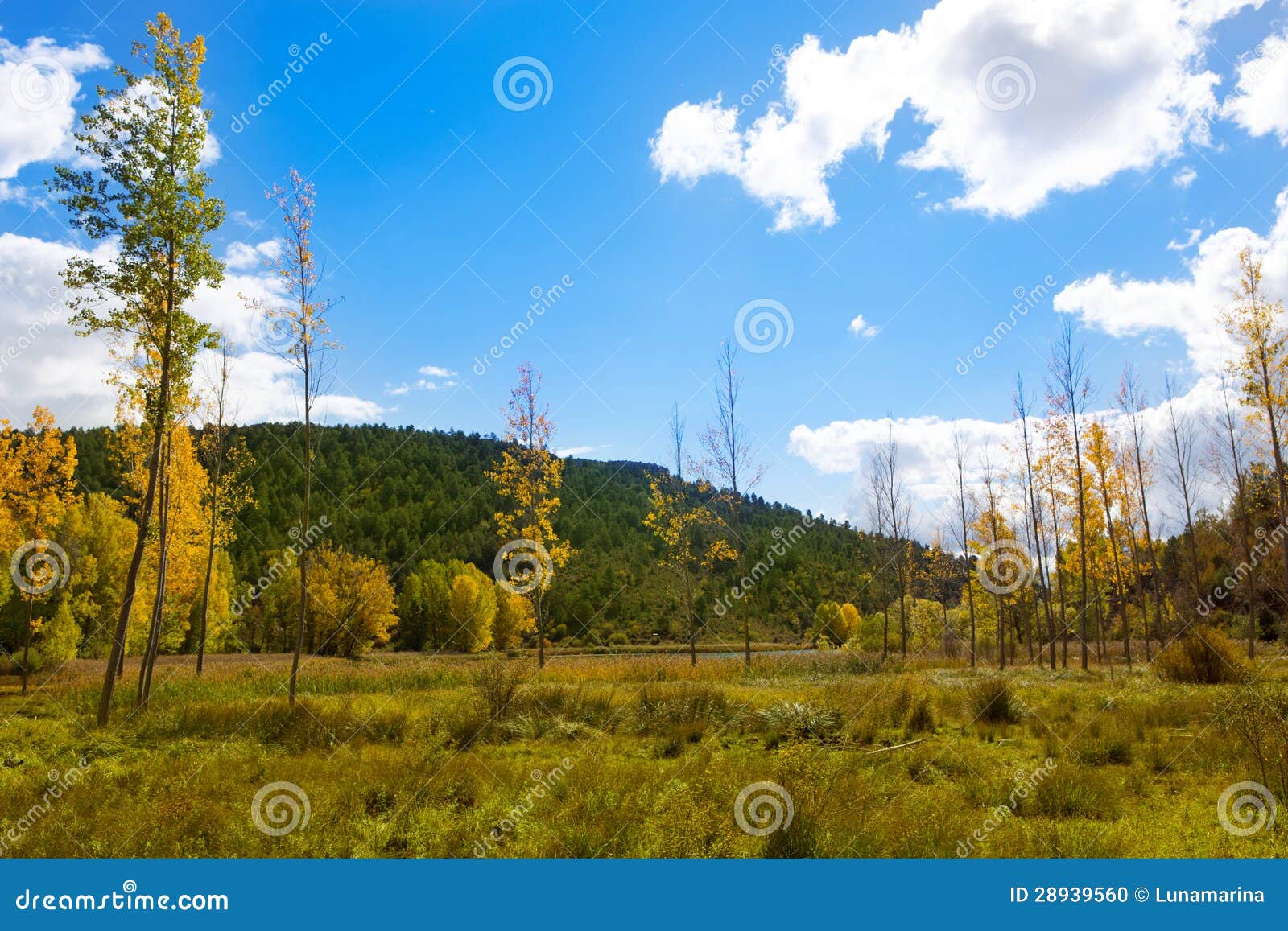 Autumn Fall Forest with Yellow Golden Poplar Trees Stock Photo - Image ...
