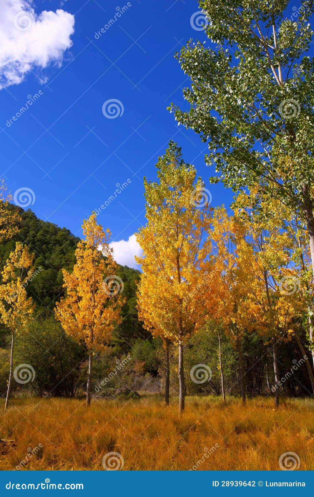 Autumn Fall Forest with Yellow Golden Poplar Trees Stock Photo - Image ...