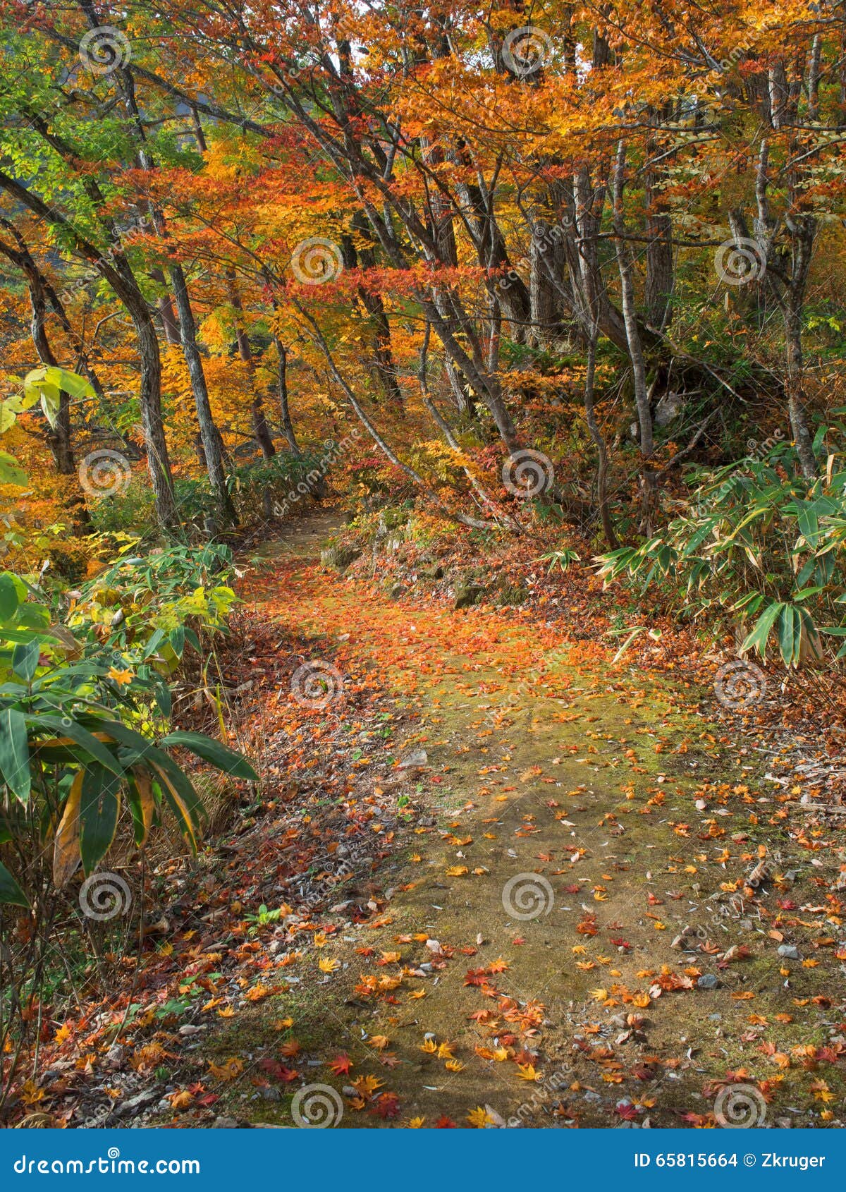 Autumn fall garden path stock photo. Image of colorful - 65815664