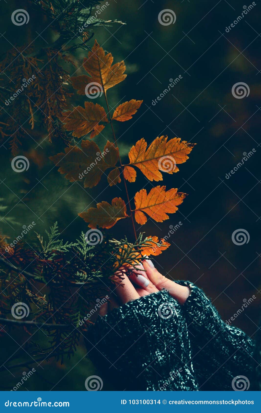 Autumn, Fall, Hands, Holding Picture. Image: 103100314