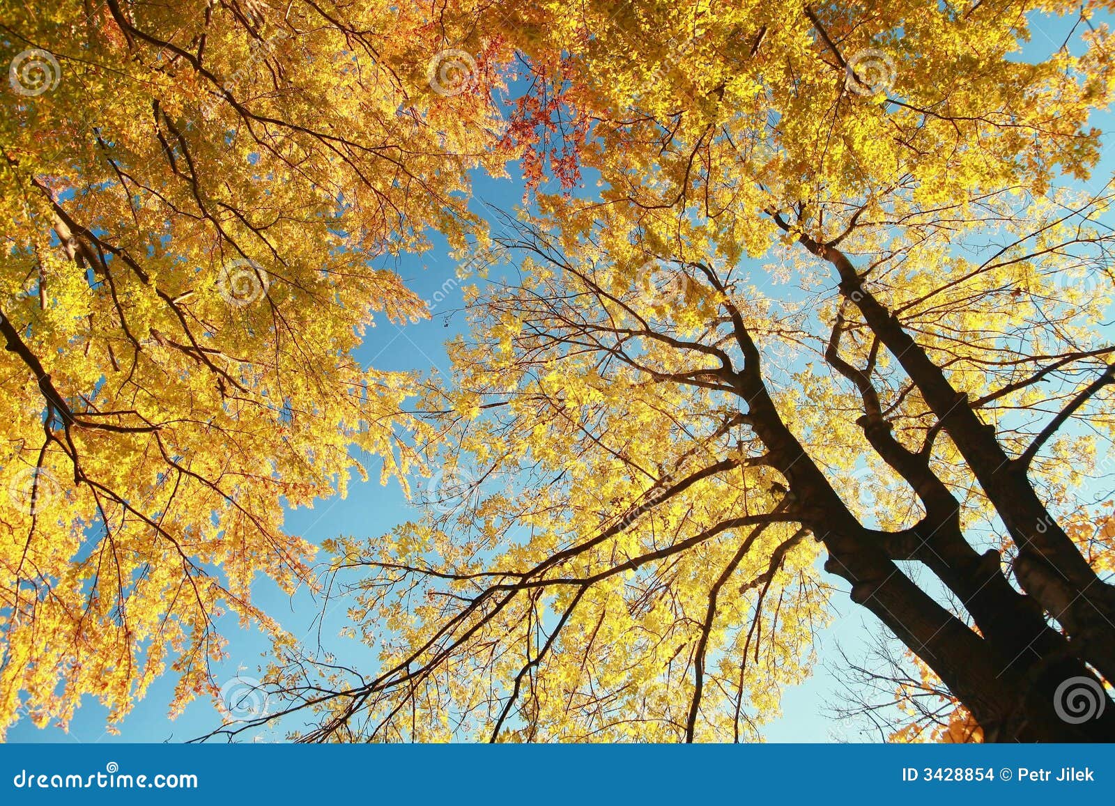 Autumn Fall Landscape - Trees Stock Photo - Image of colour, leaf: 3428854