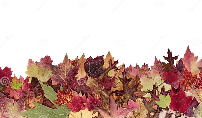 Autumn or Fall Leaf Border Isolated on White Stock Image - Image of ...