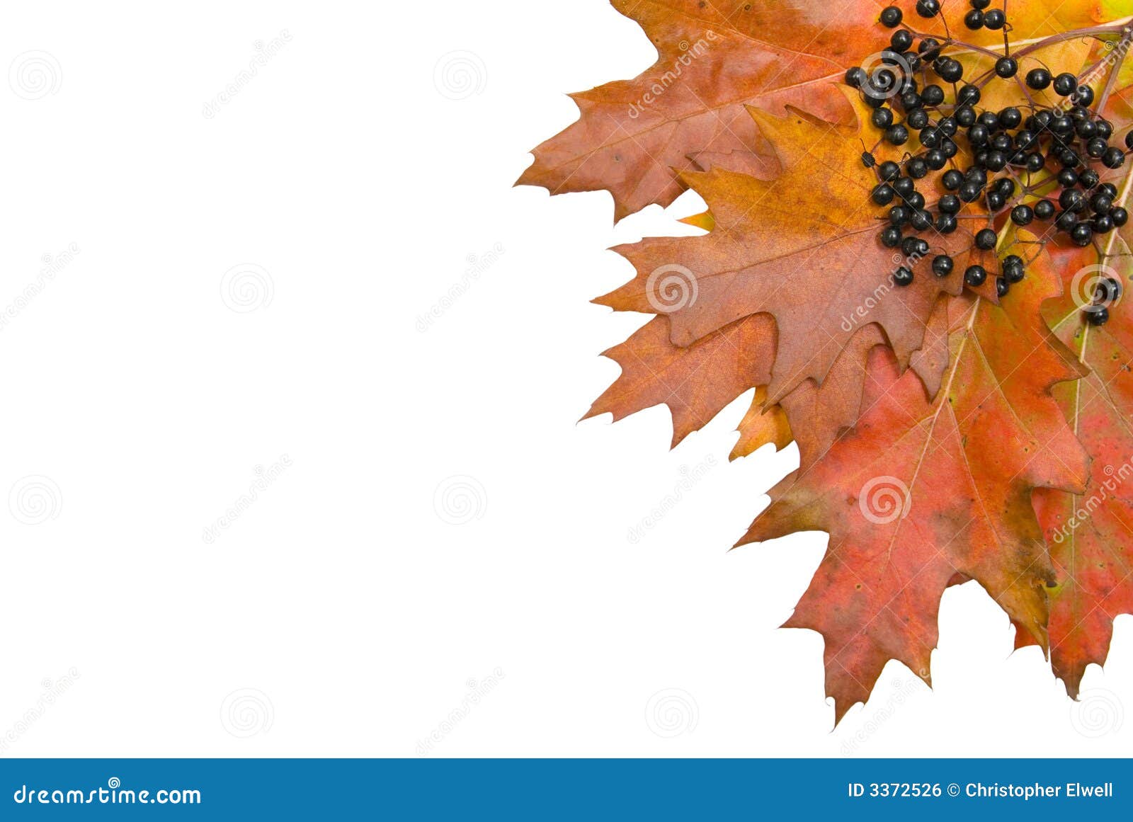 Autumn fall leaf corner stock photo. Image of leaf, colourful - 3372526